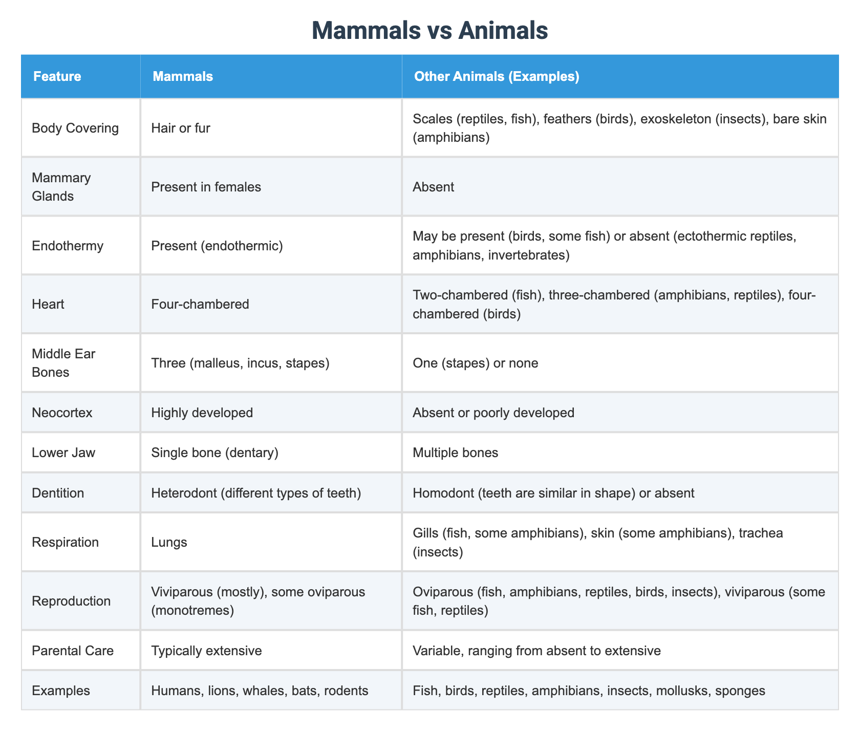 Mammals vs Animals