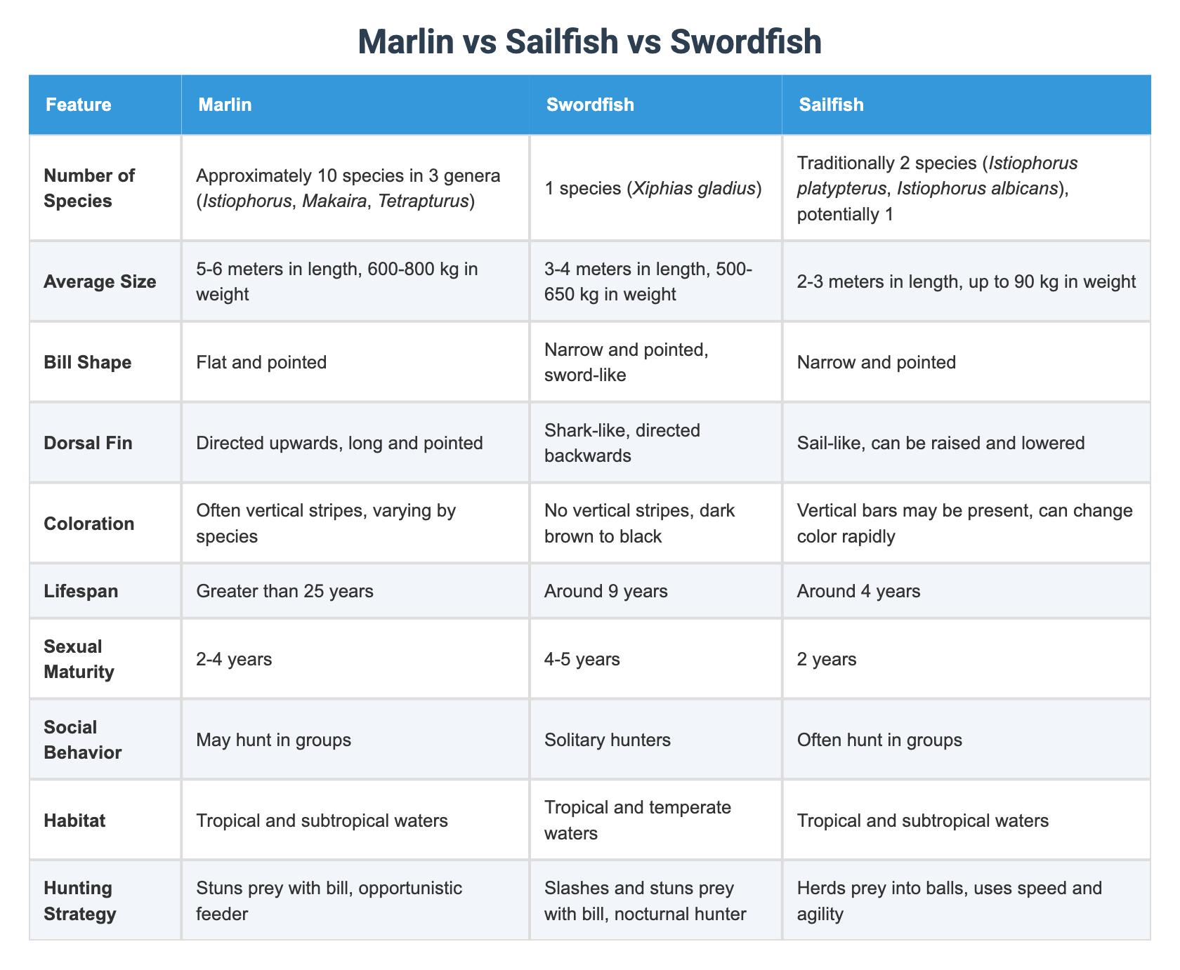 Marlin vs Sailfish vs Swordfish