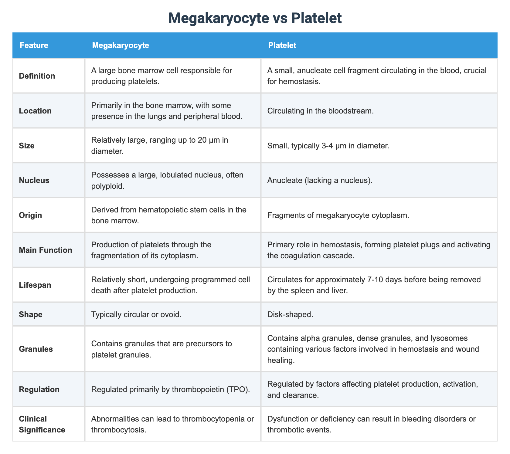 Megakaryocyte vs Platelet