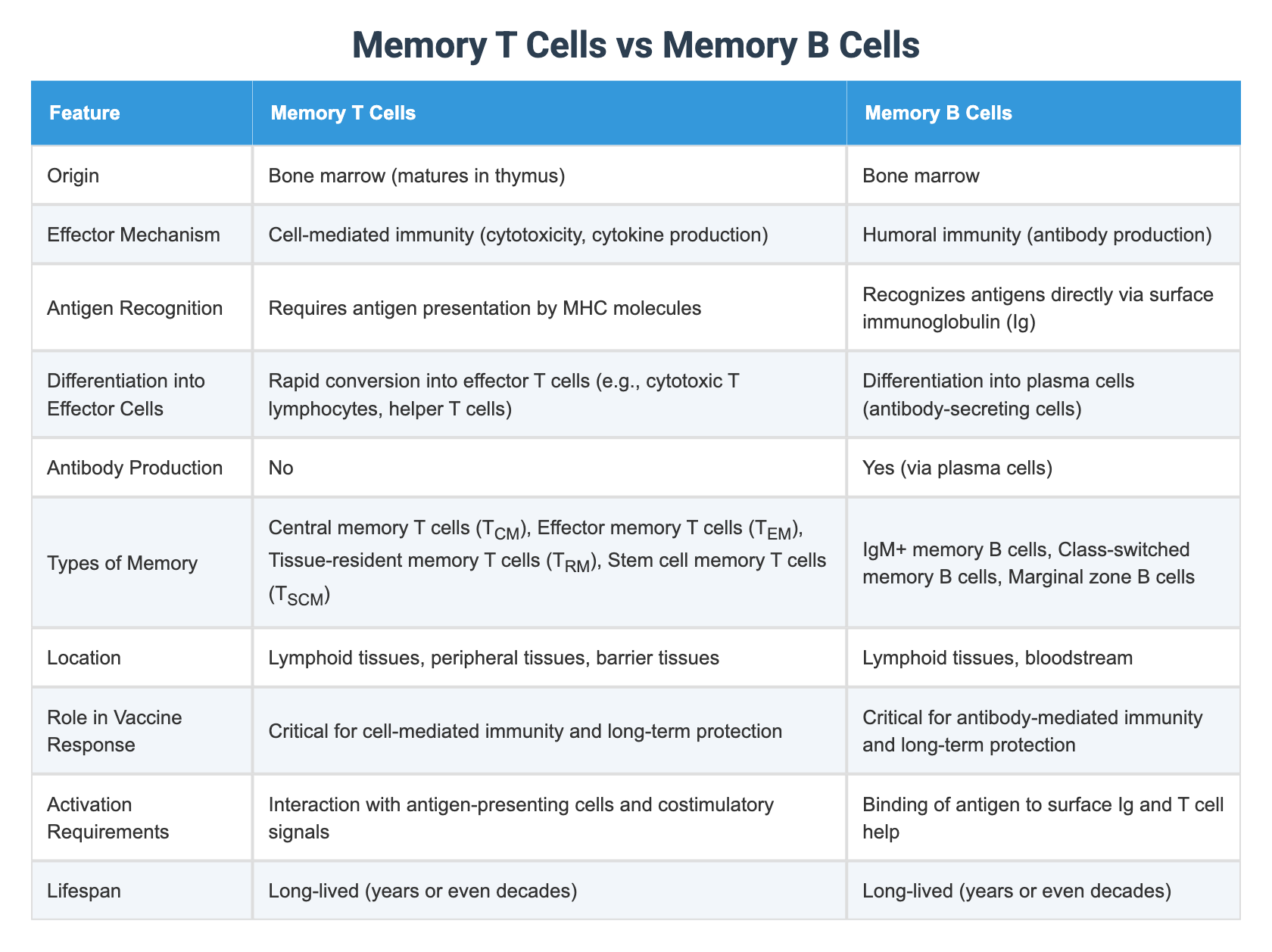 Memory T Cells vs Memory B Cells