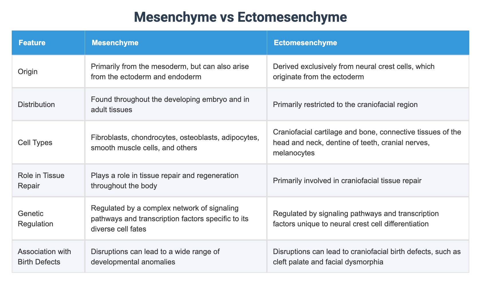 Mesenchyme vs Ectomesenchyme