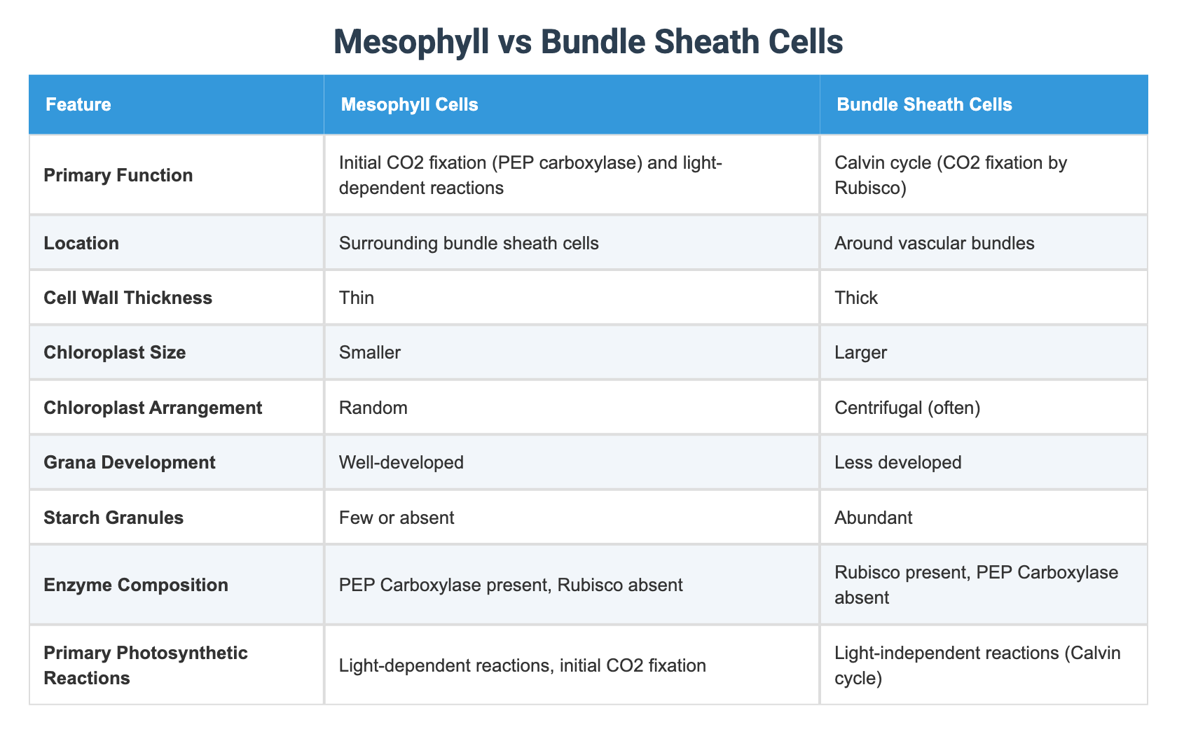 Mesophyll vs Bundle Sheath Cells