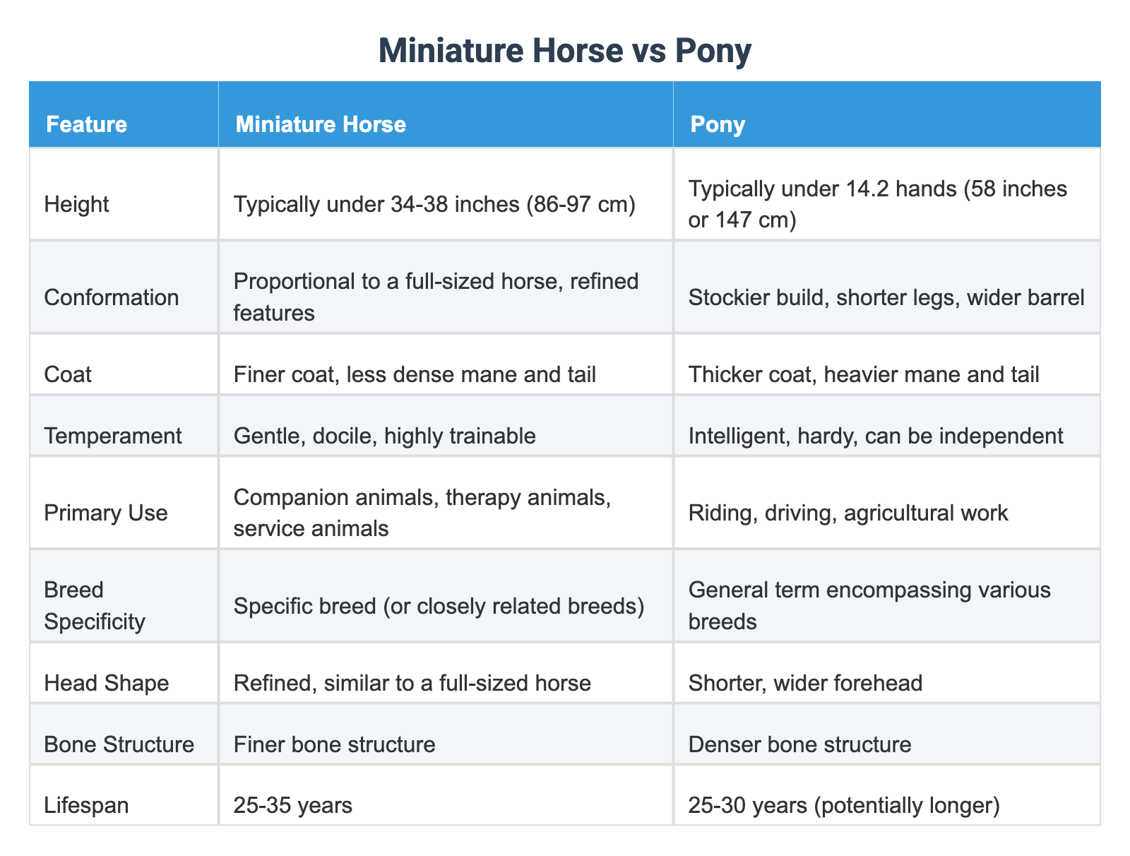 Miniature Horse vs Pony
