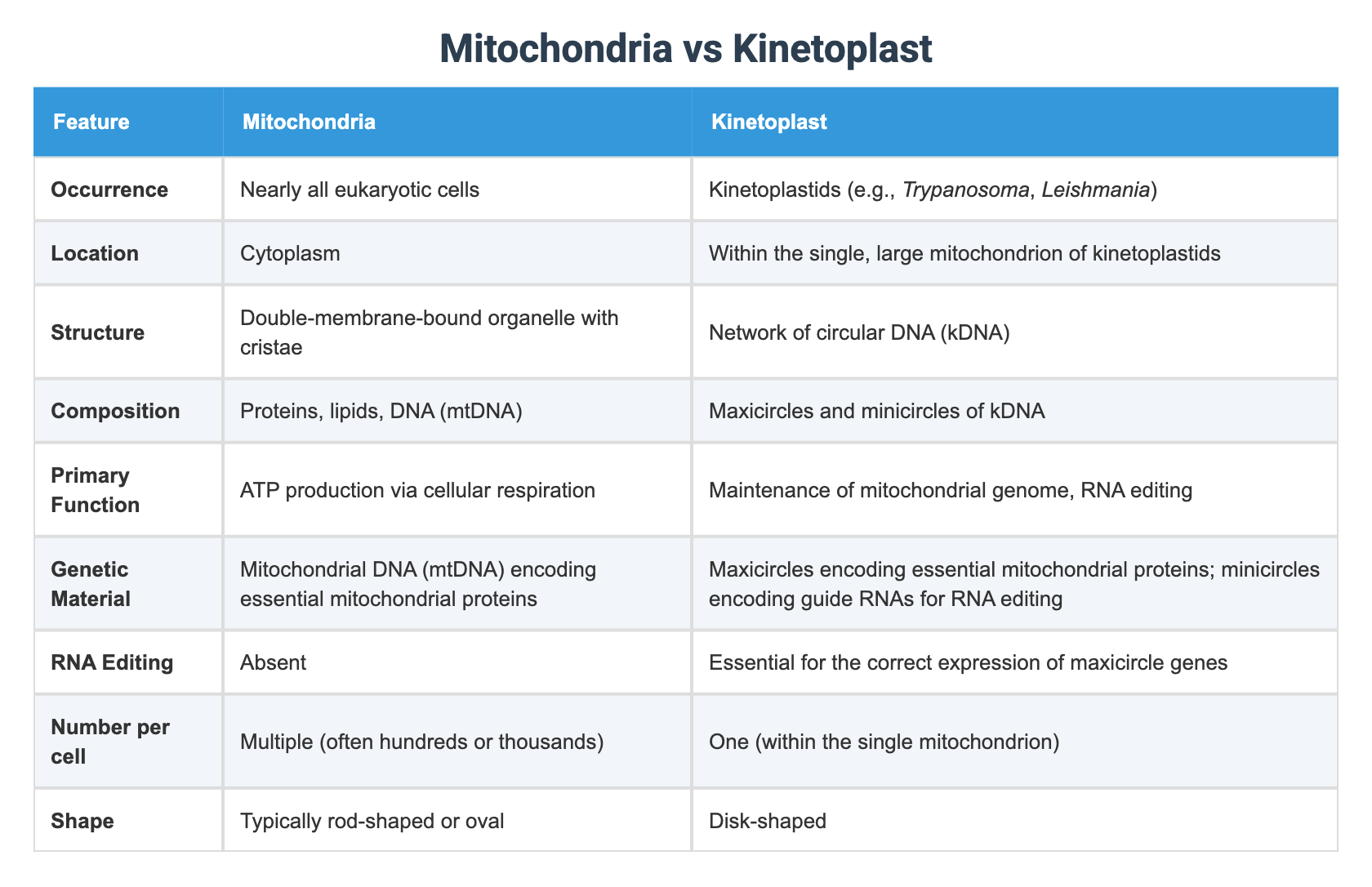 Mitochondria vs Kinetoplast