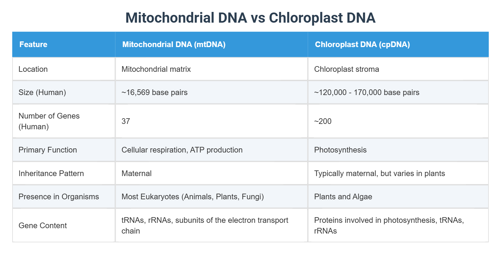 Mitochondrial DNA vs Chloroplast DNA