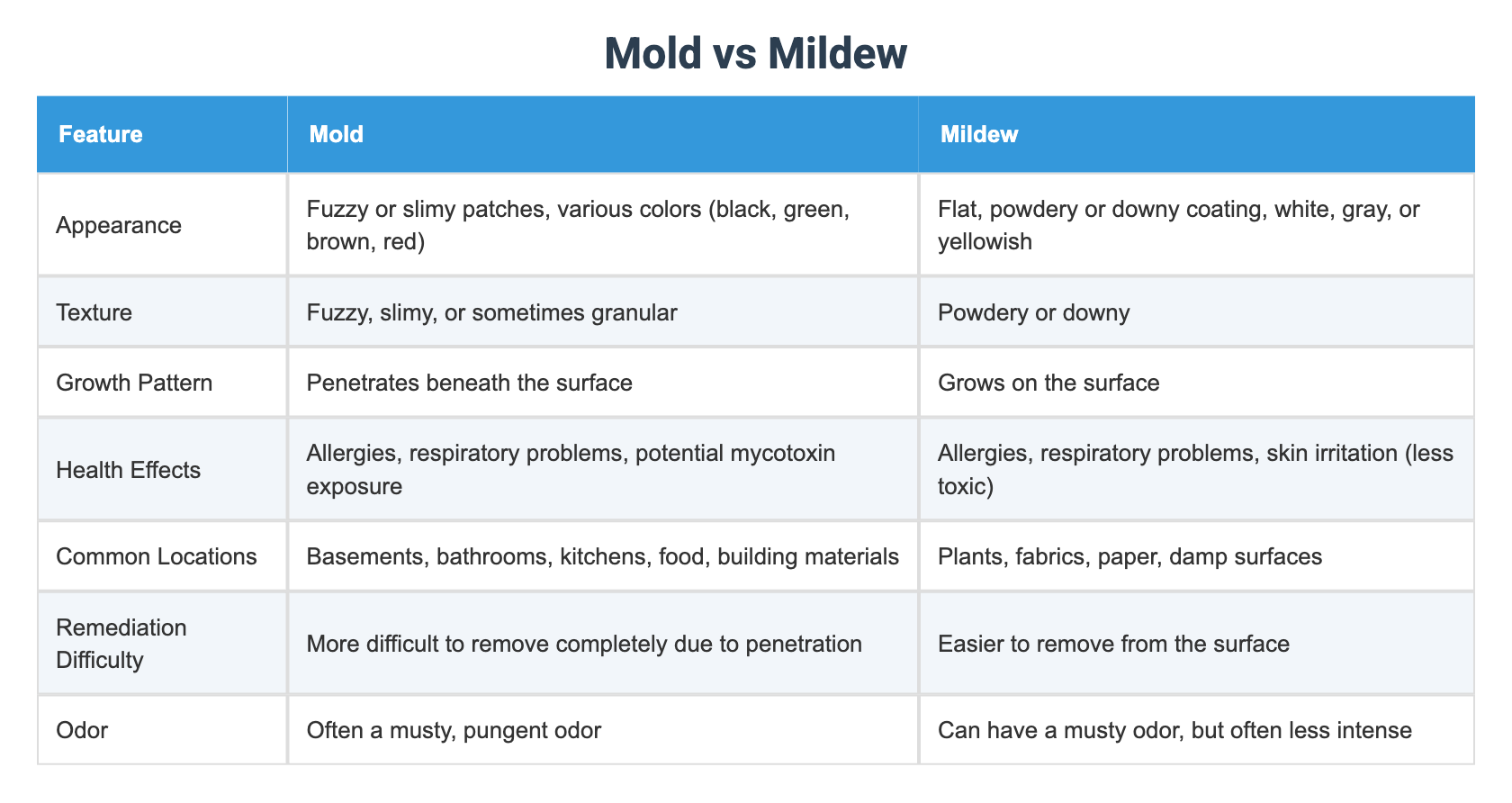 Mold vs Mildew