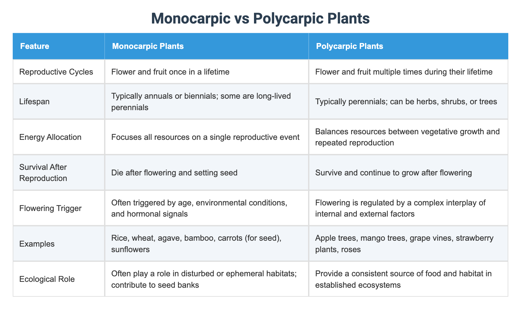Monocarpic vs Polycarpic Plants