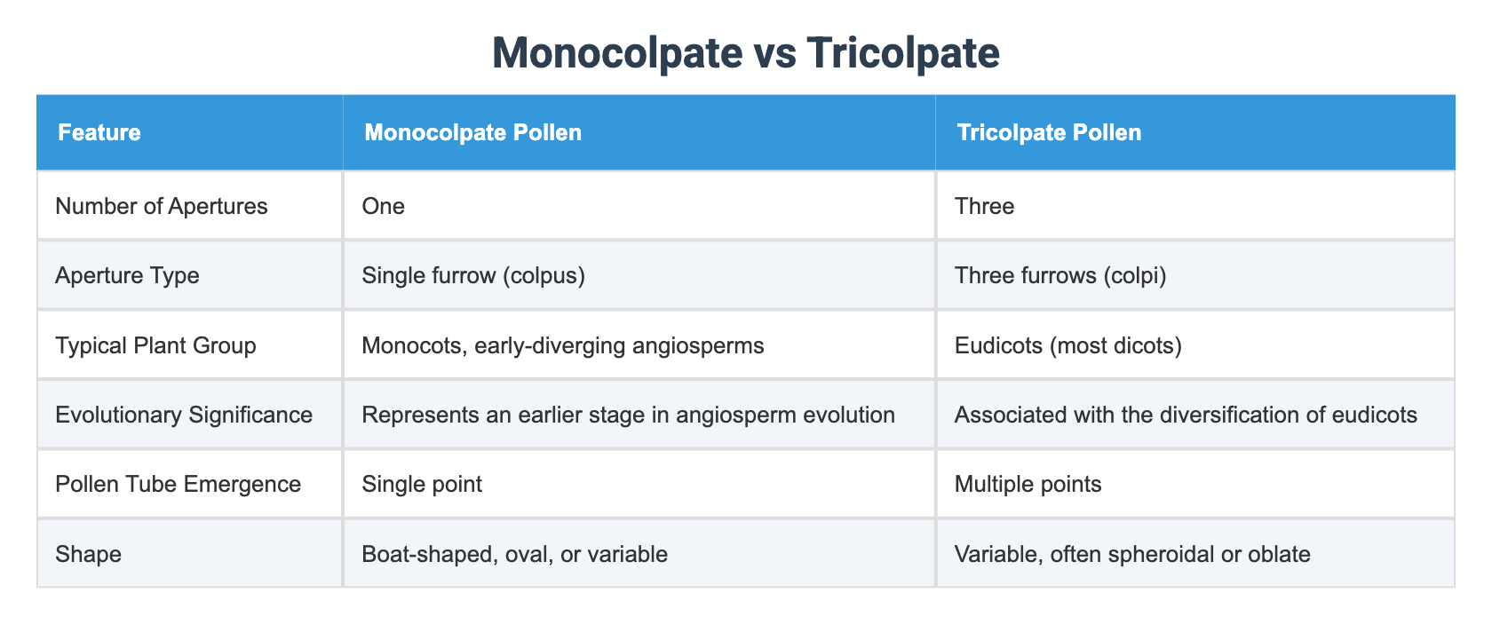 Monocolpate vs Tricolpate