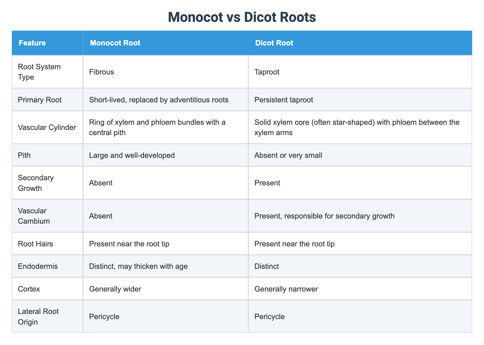 Monocot vs Dicot Roots