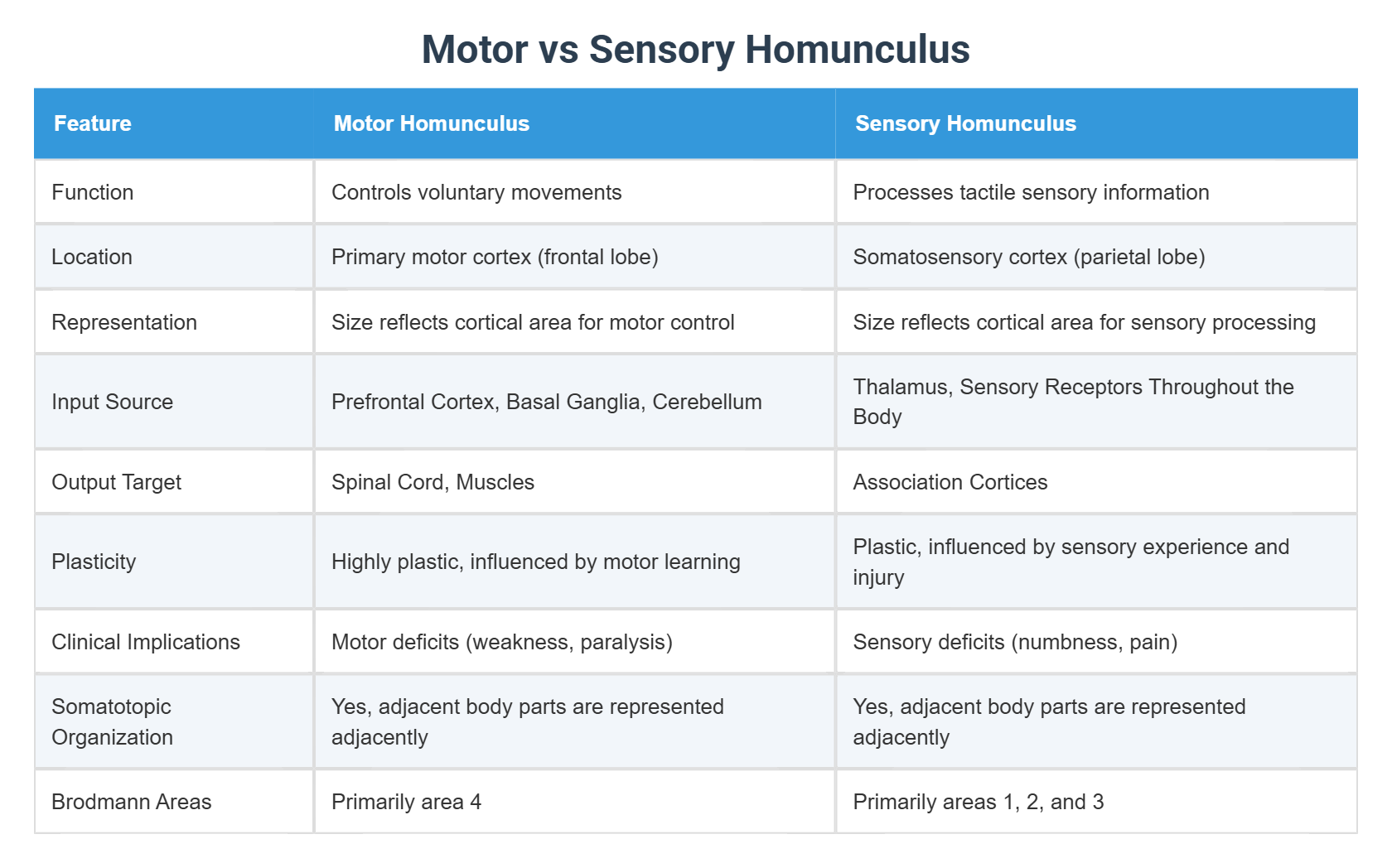Motor vs Sensory Homunculus
