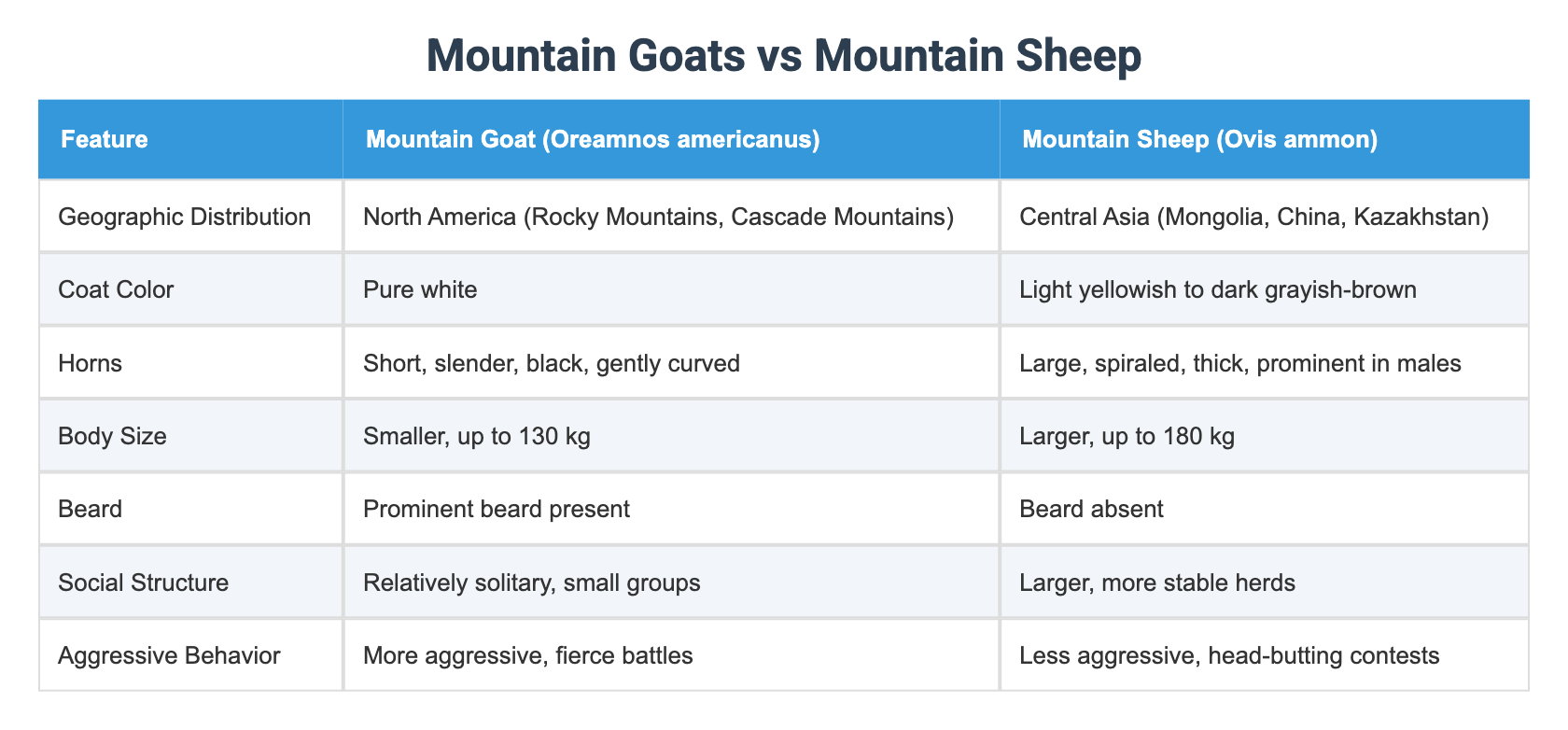 Mountain Goats vs Mountain Sheep