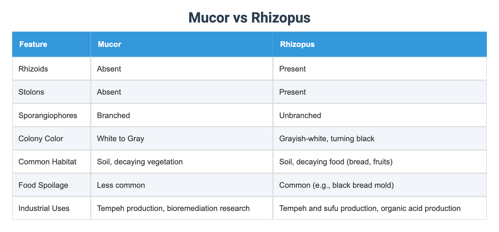 Mucor vs Rhizopus