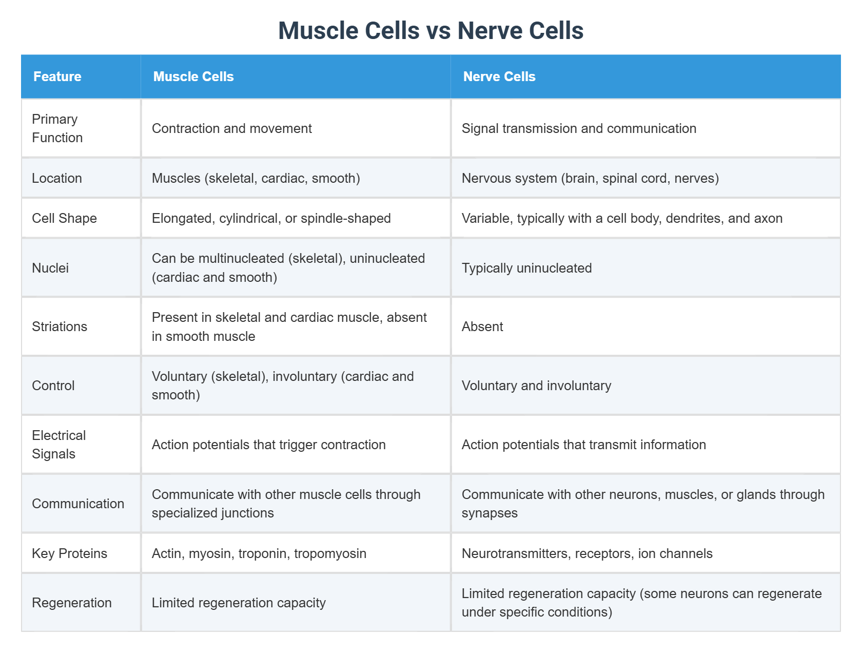 Muscle Cells vs Nerve Cells