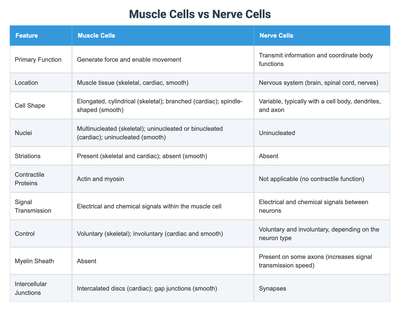 Muscle Cells vs Nerve Cells