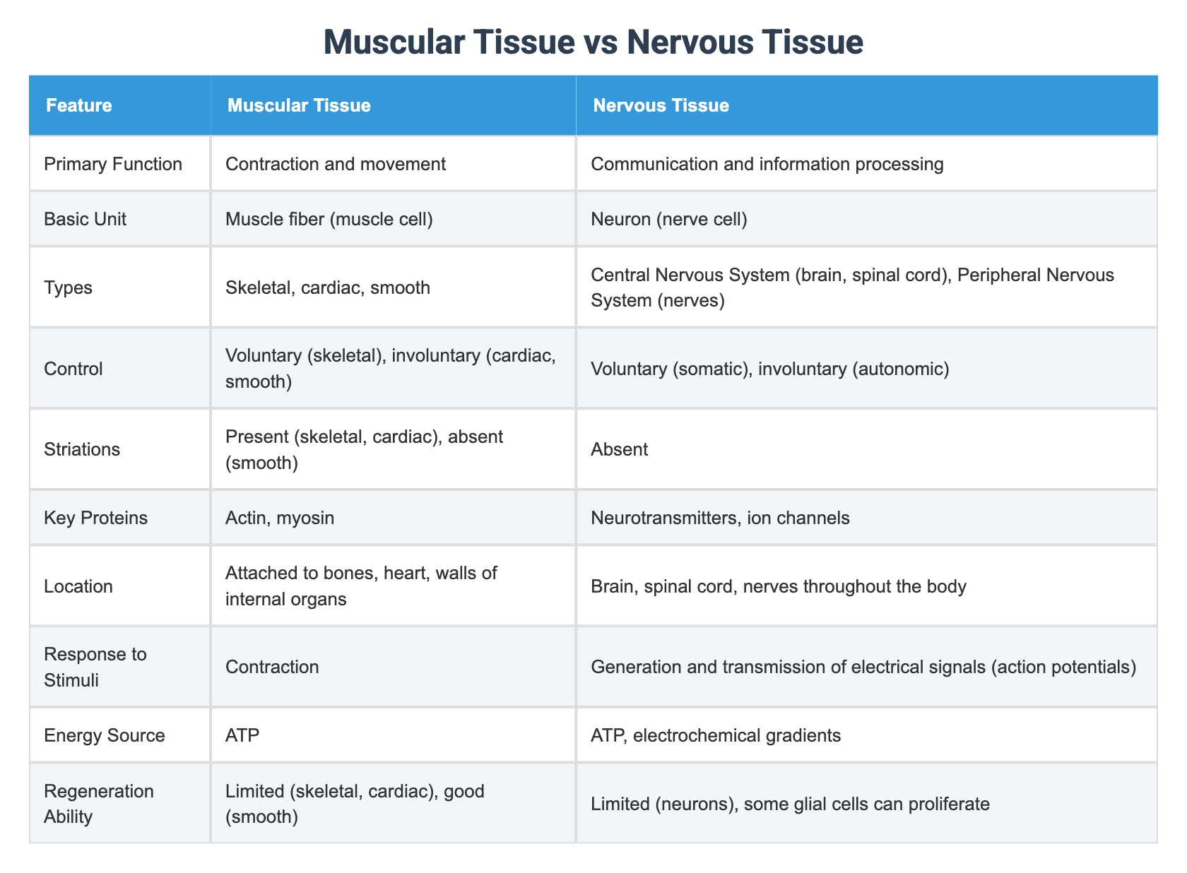 Muscular Tissue vs Nervous Tissue