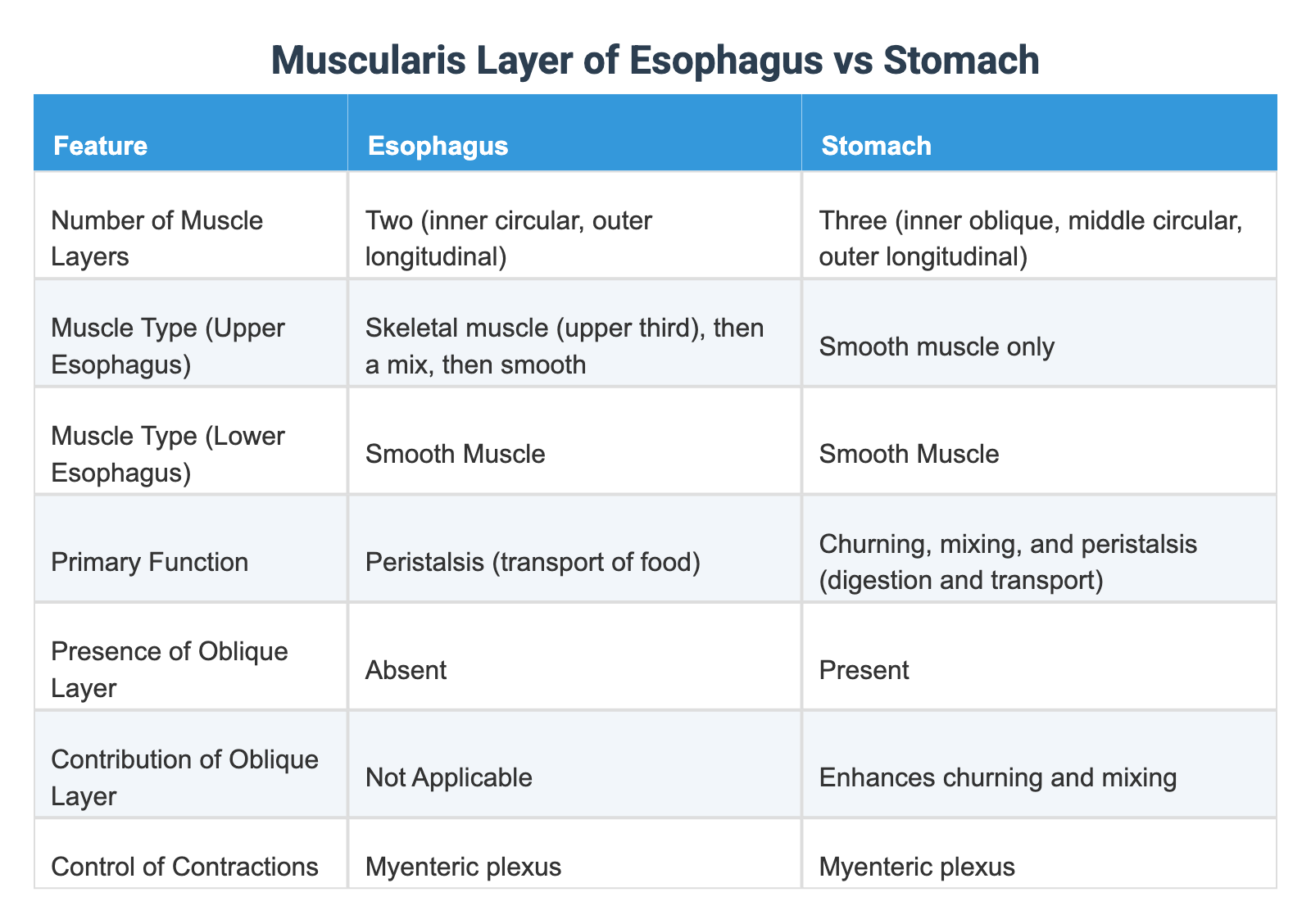 Muscularis Layer of Esophagus vs Stomach