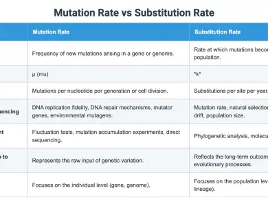 Germline Mutation vs Somatic Mutation