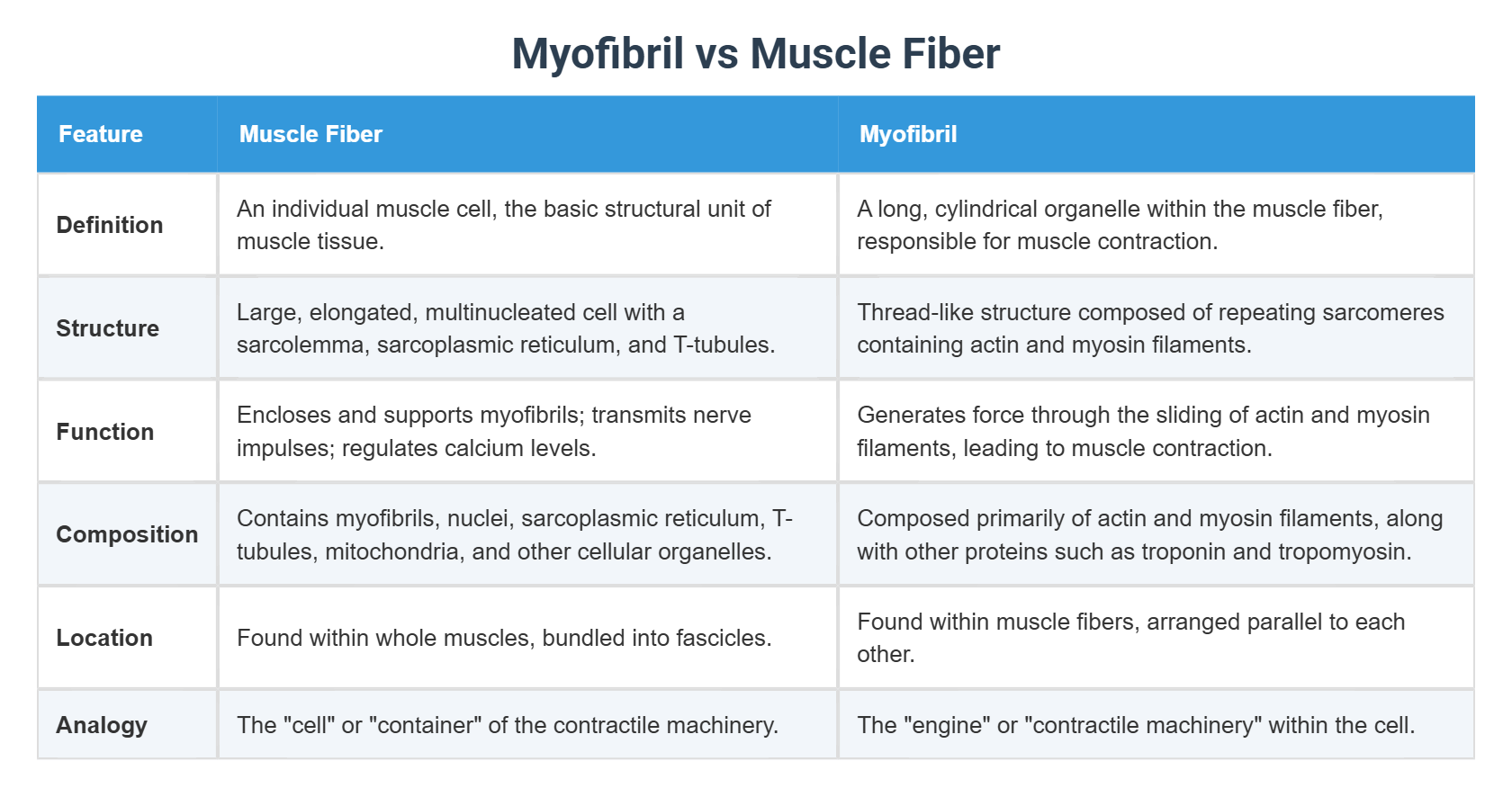 Myofibril vs Muscle Fiber