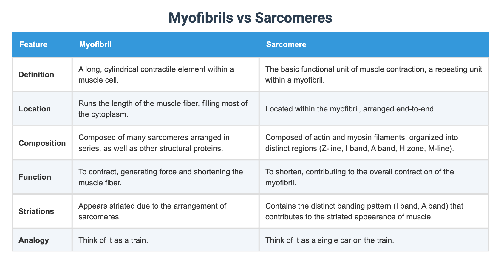 Myofibrils vs Sarcomeres