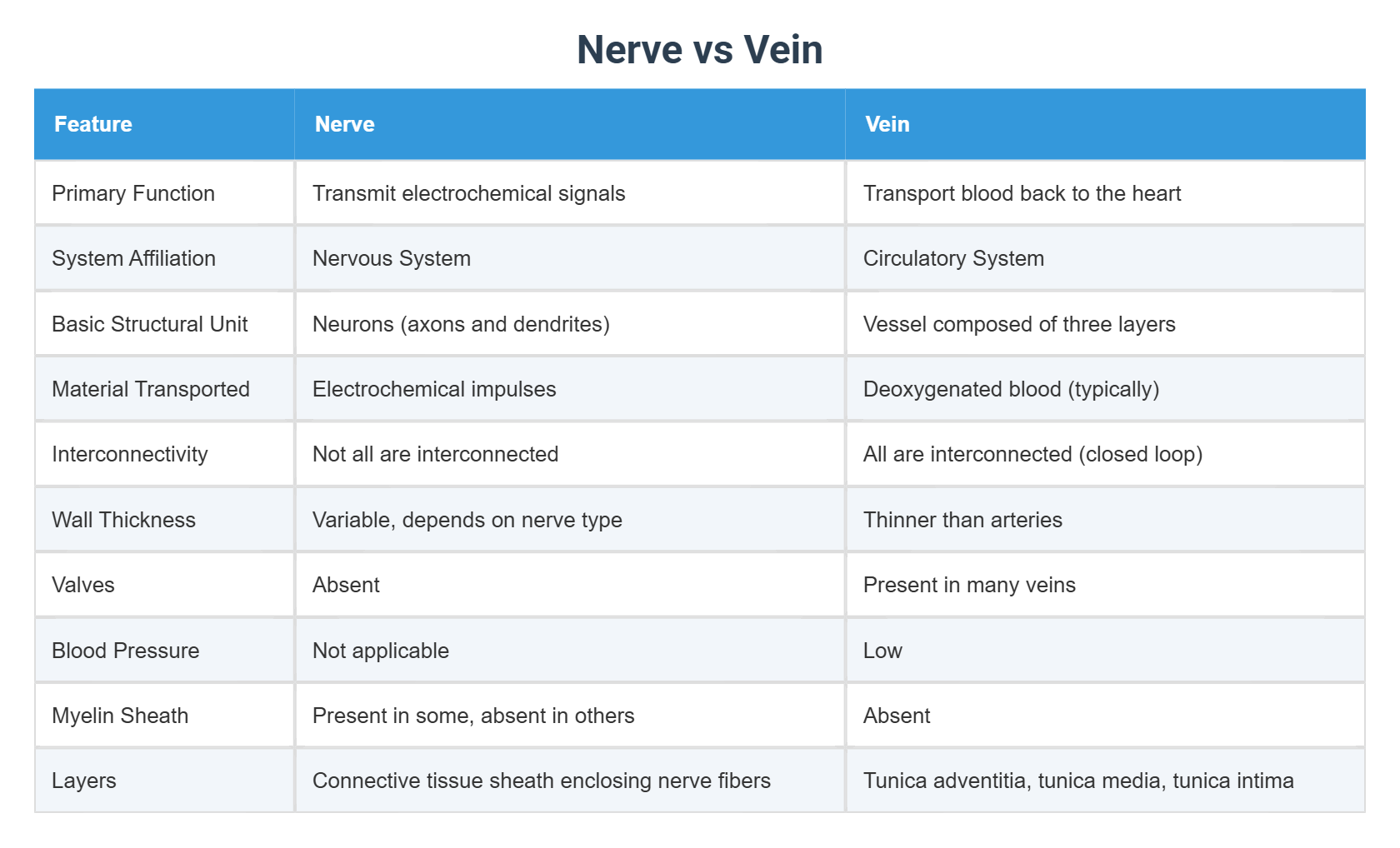 Nerve vs Vein