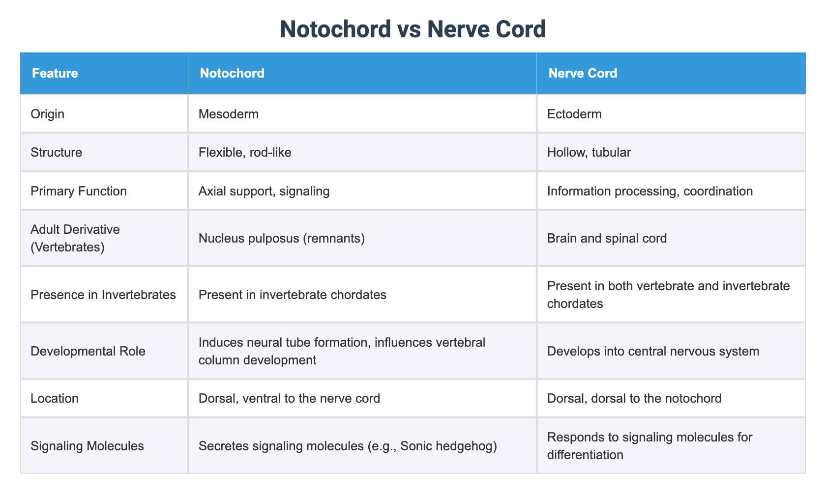 Notochord vs Nerve Cord