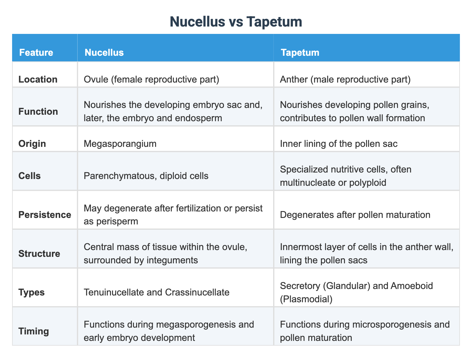 Nucellus vs Tapetum