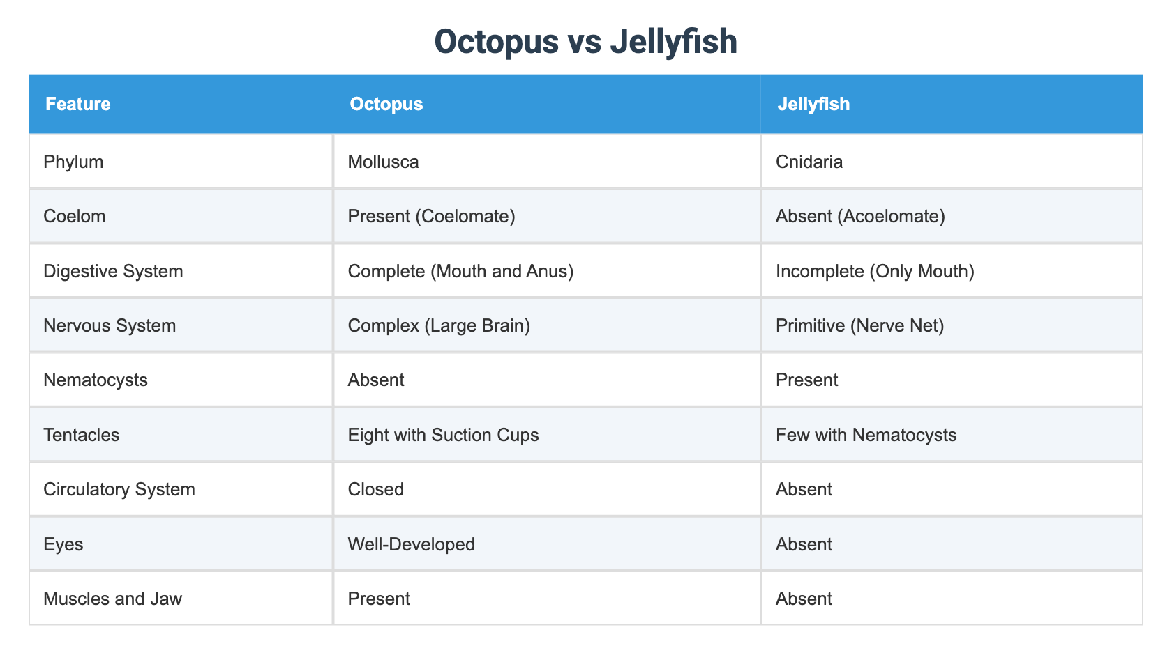 Octopus vs Jellyfish