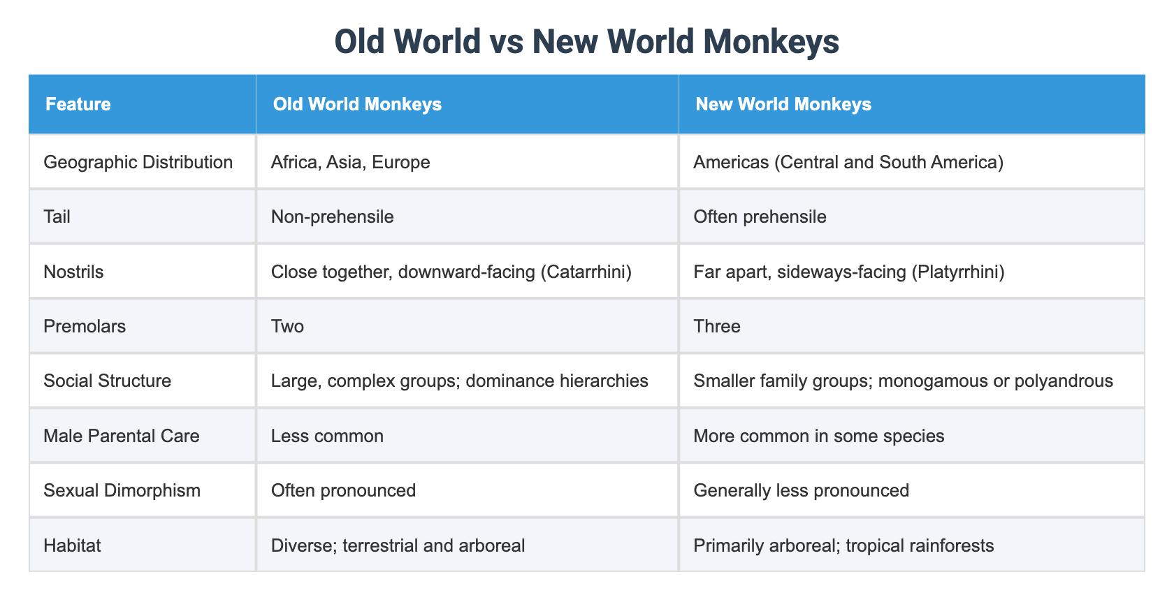 Old World vs New World Monkeys