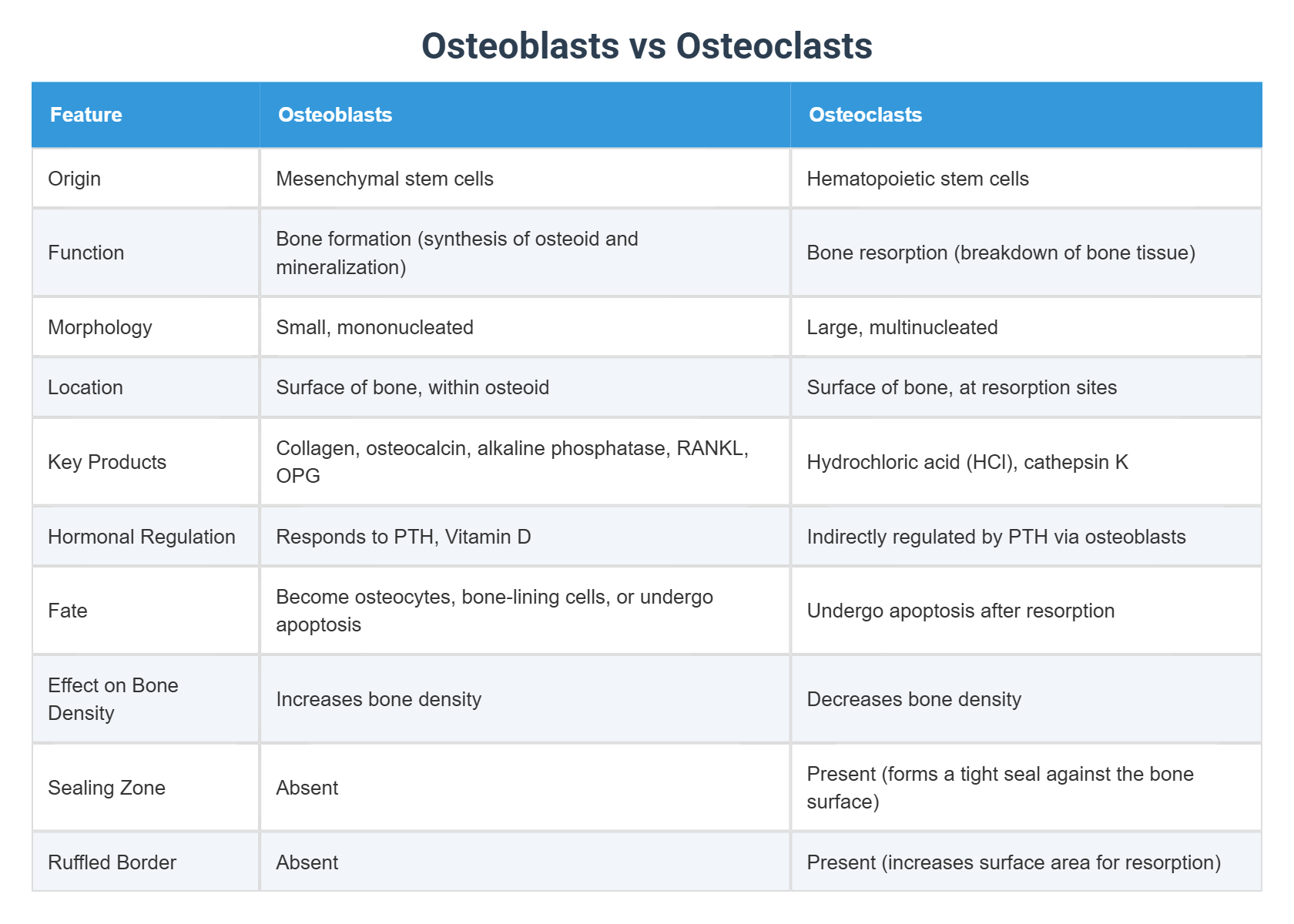 Osteoblasts vs Osteoclasts