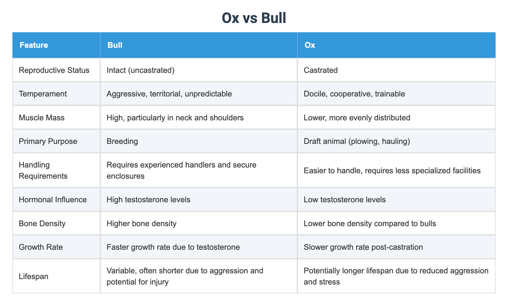 Ox vs Bull