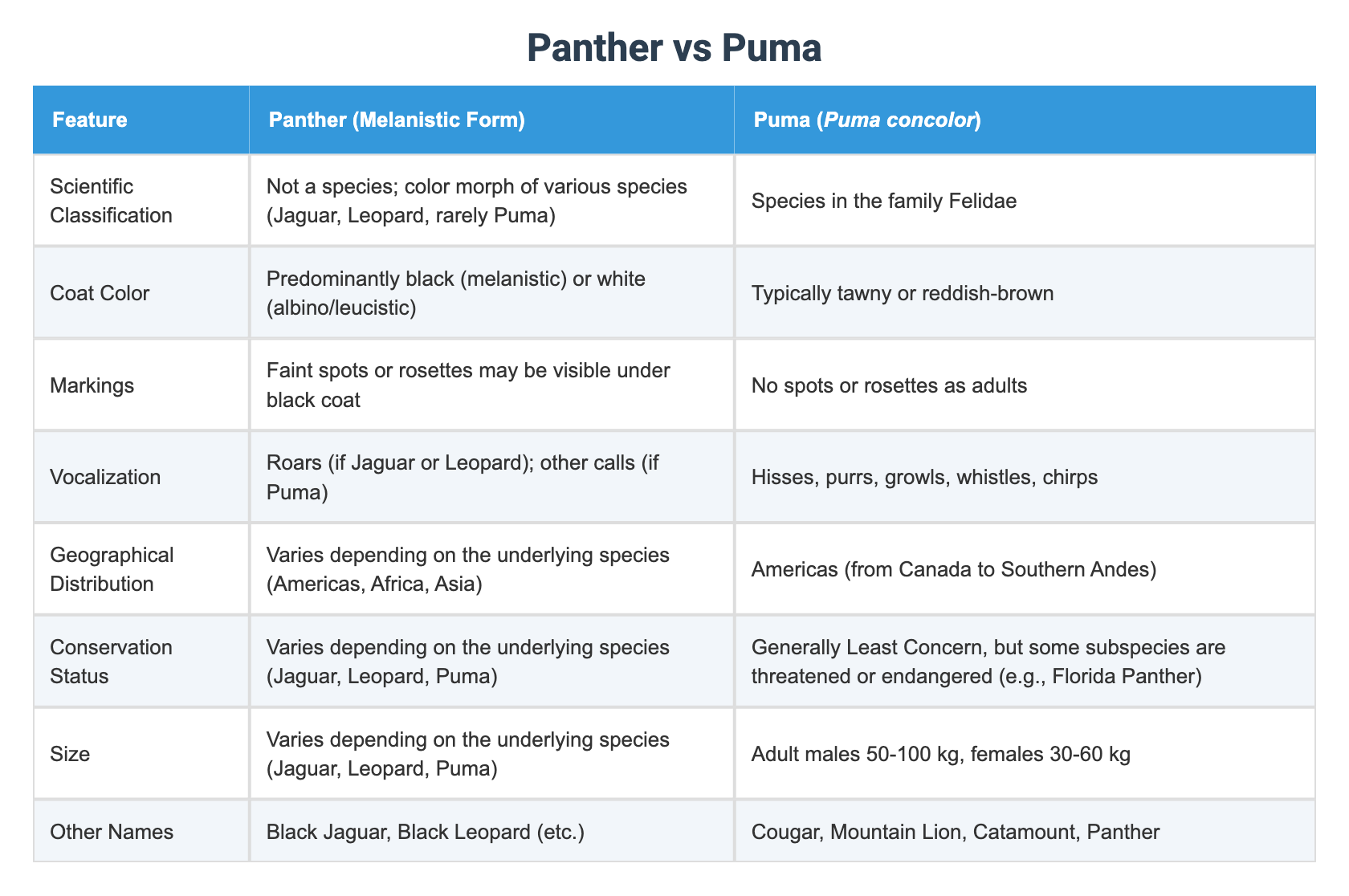 Panther vs Puma