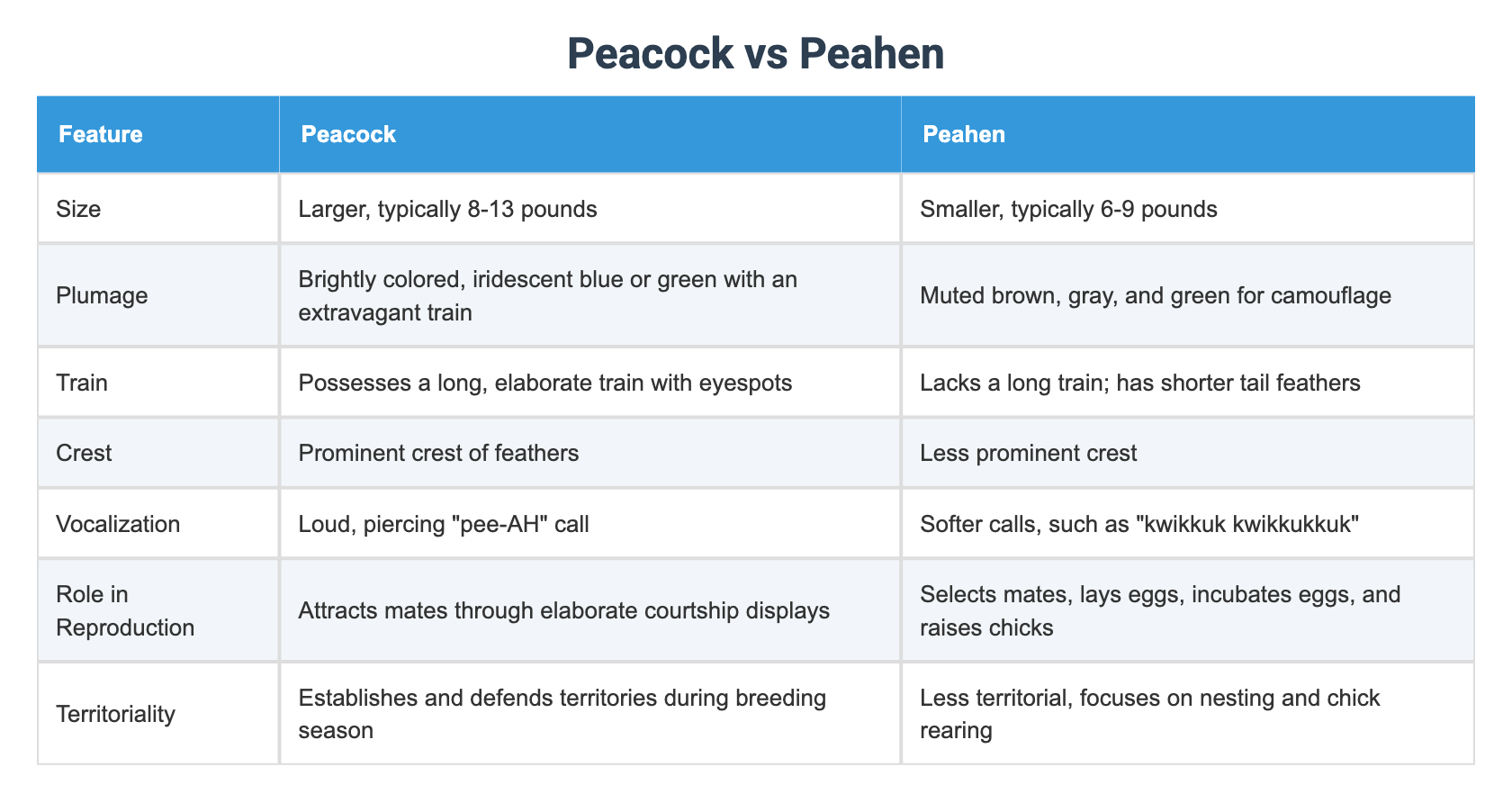 Peacock vs Peahen