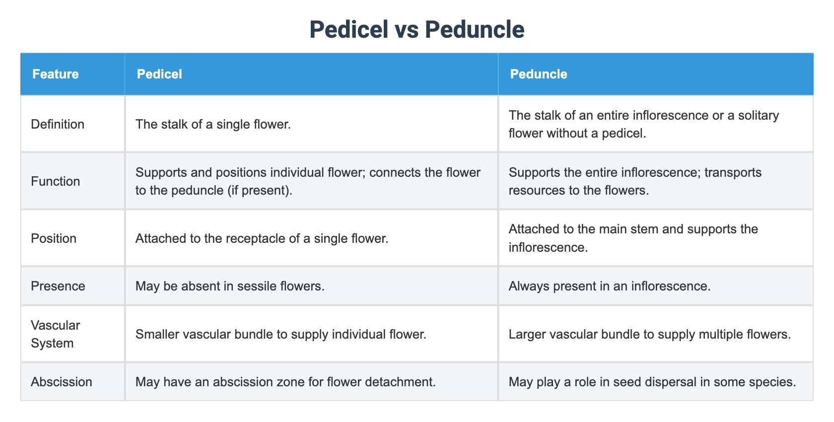 Pedicel vs Peduncle