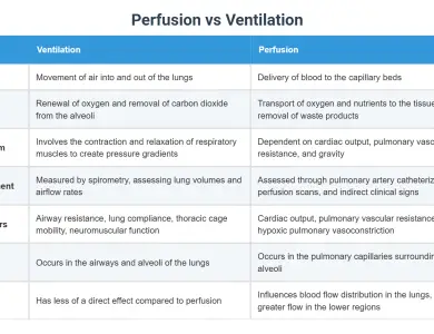 Ventilation vs Respiration