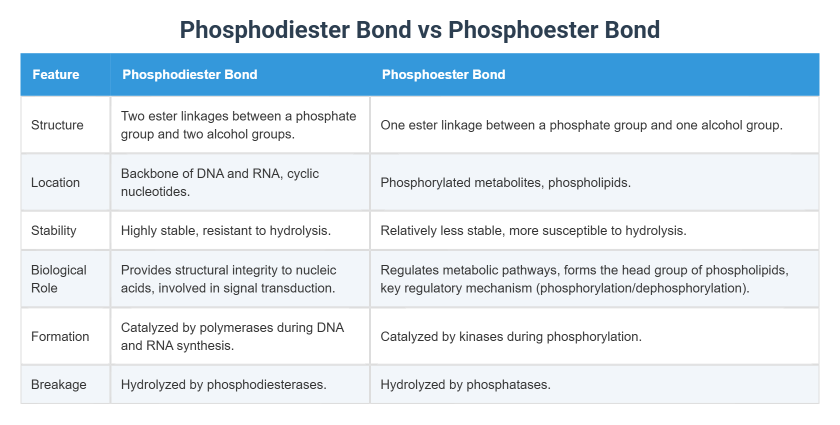 Phosphodiester Bond vs Phosphoester Bond