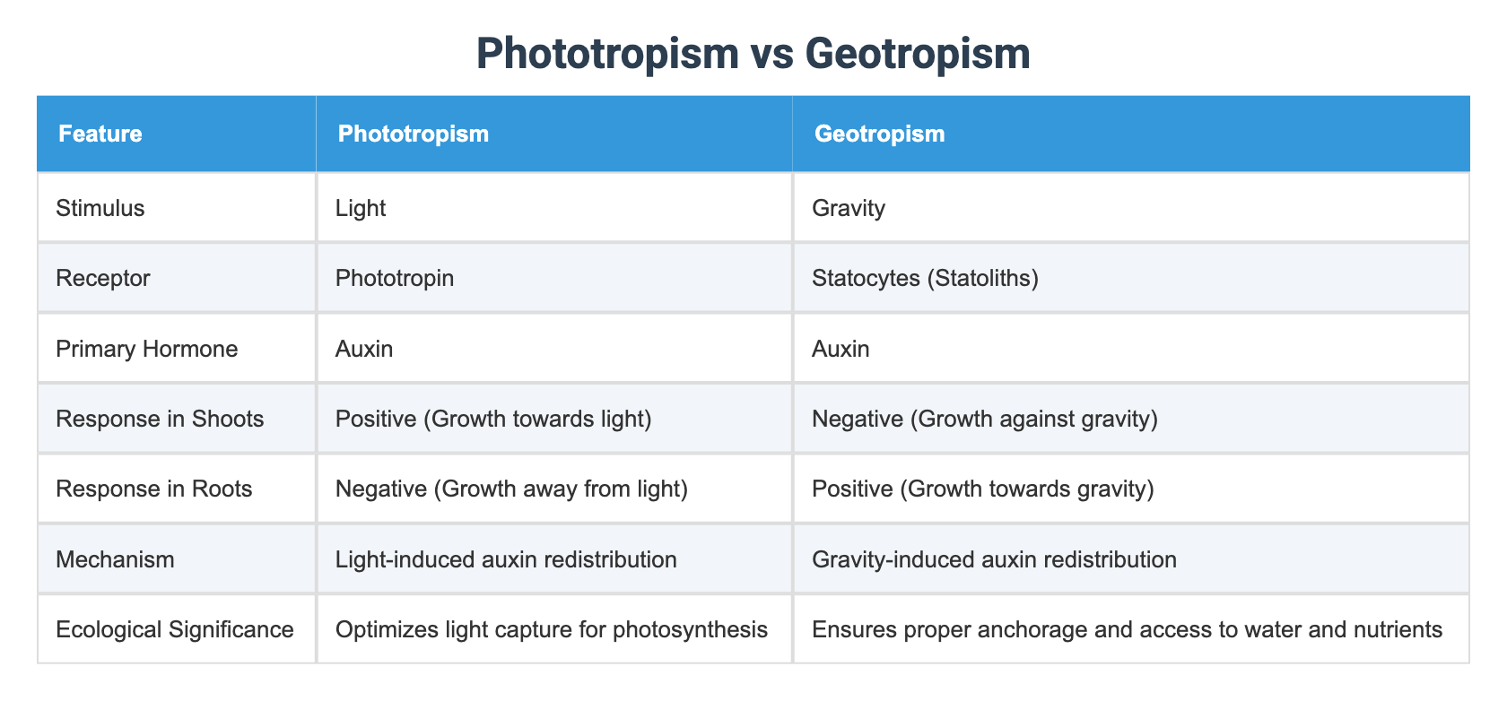 Phototropism vs Geotropism