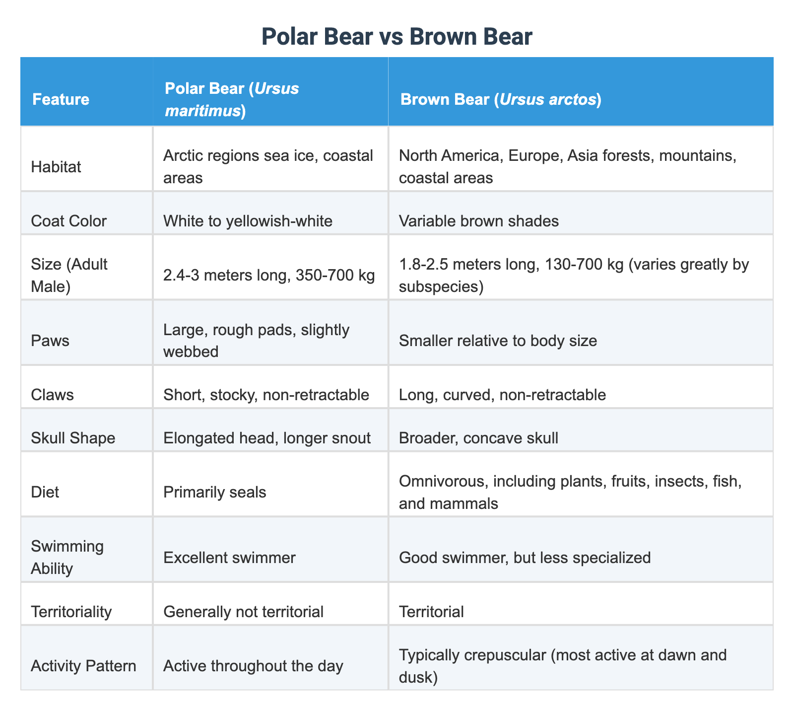 Polar Bear vs Brown Bear