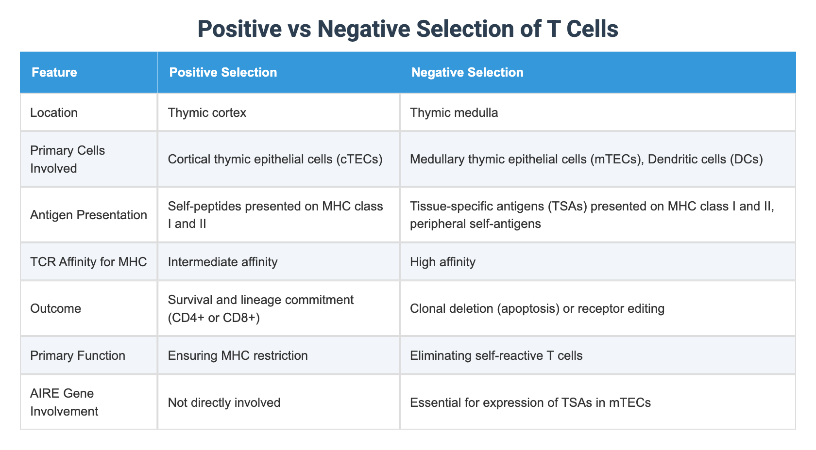 Positive vs Negative Selection of T Cells