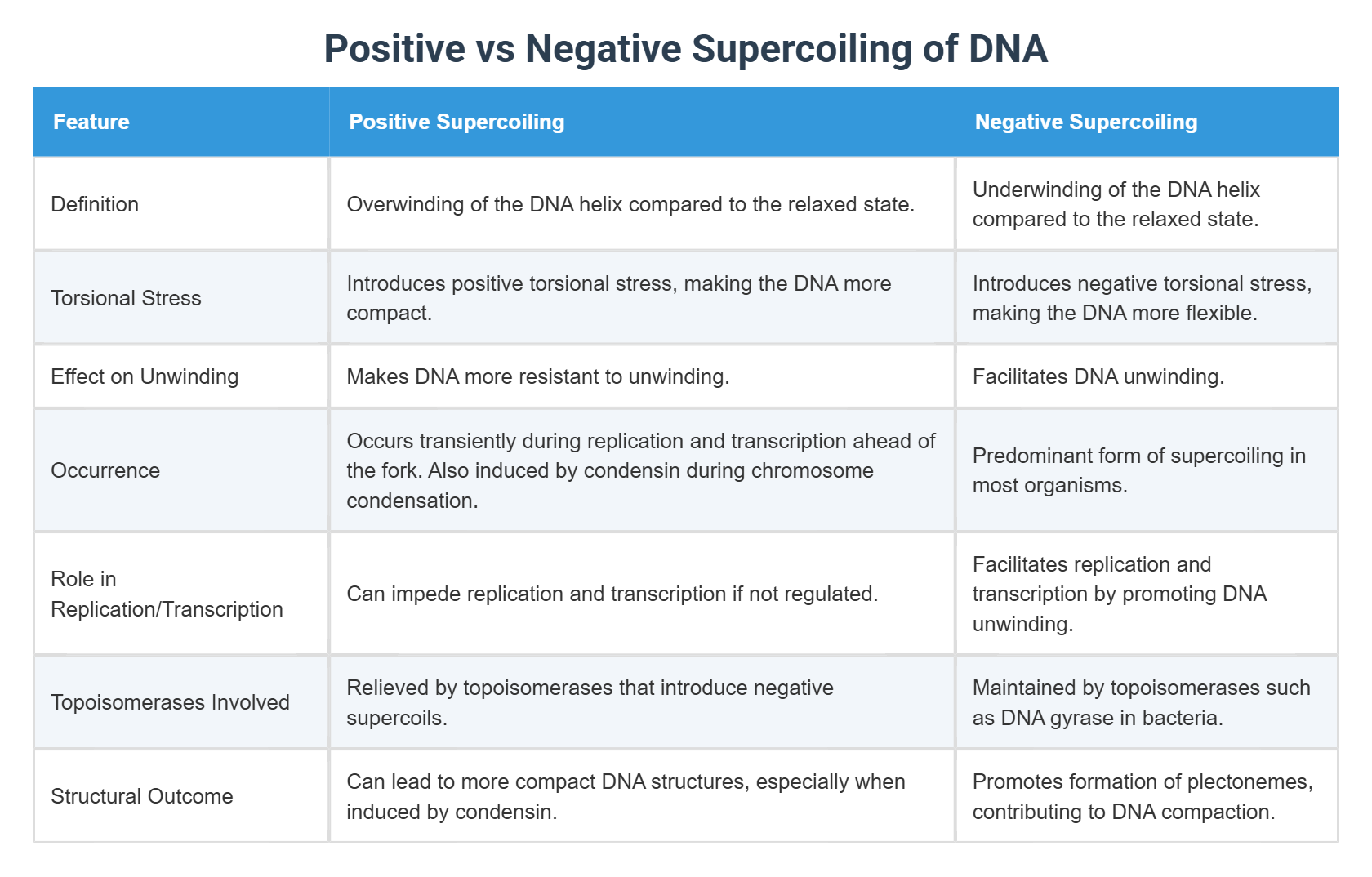 Positive vs Negative Supercoiling of DNA