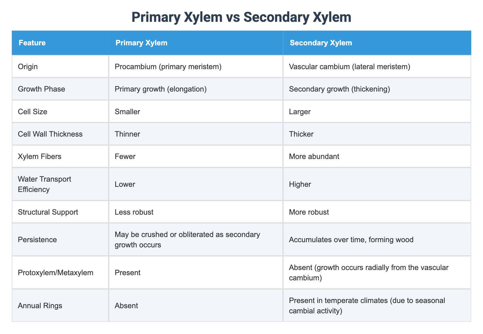 Primary Xylem vs Secondary Xylem