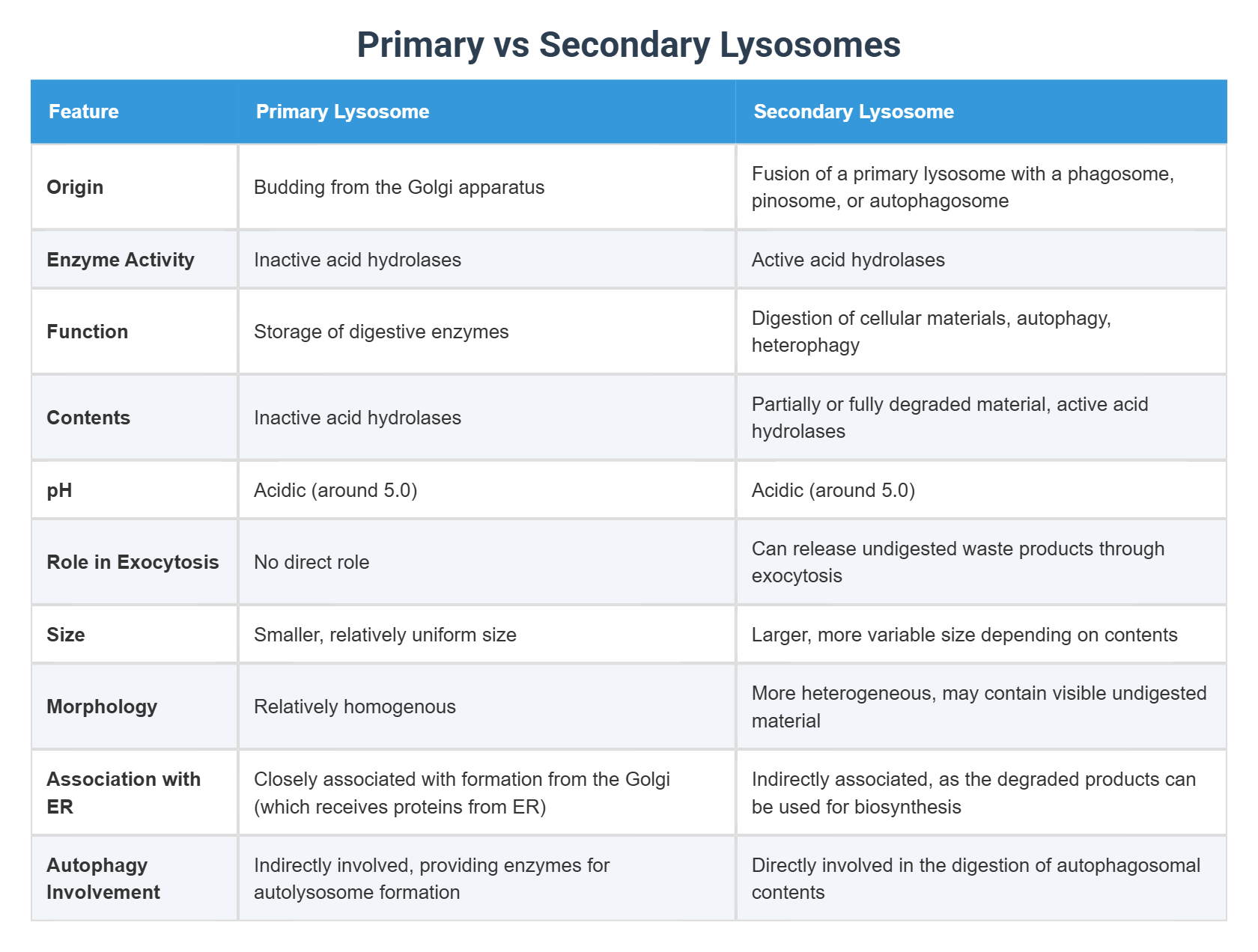 Primary vs Secondary Lysosomes