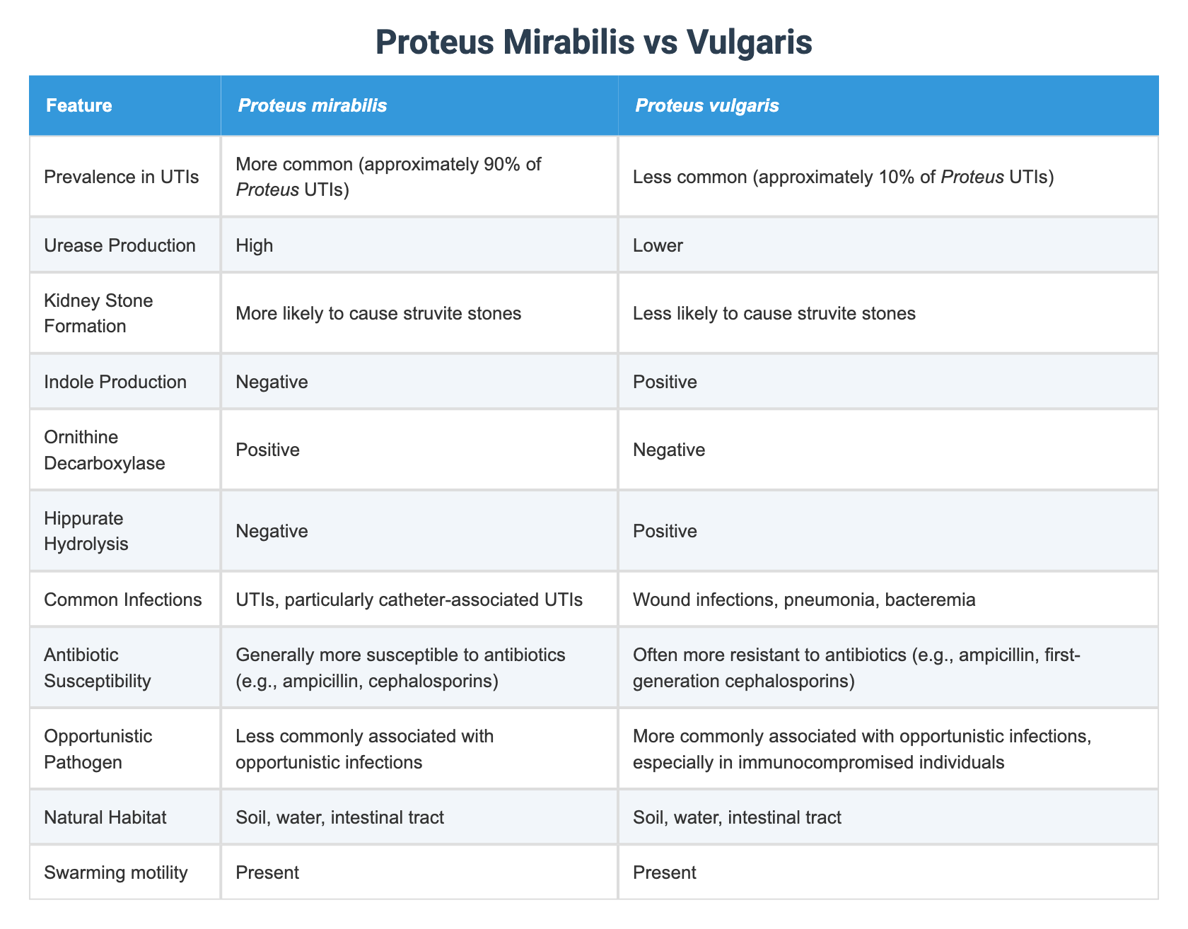 Proteus Mirabilis vs Vulgaris