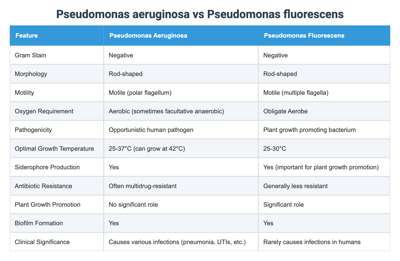 Pseudomonas aeruginosa vs Pseudomonas fluorescens