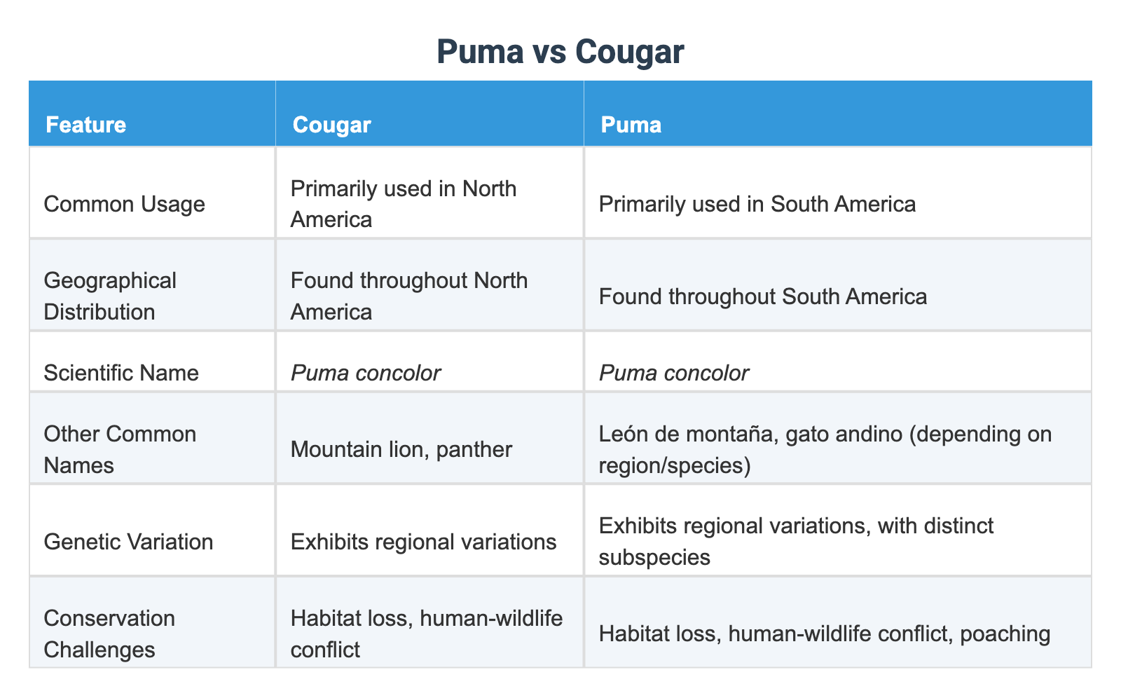 Puma vs Cougar