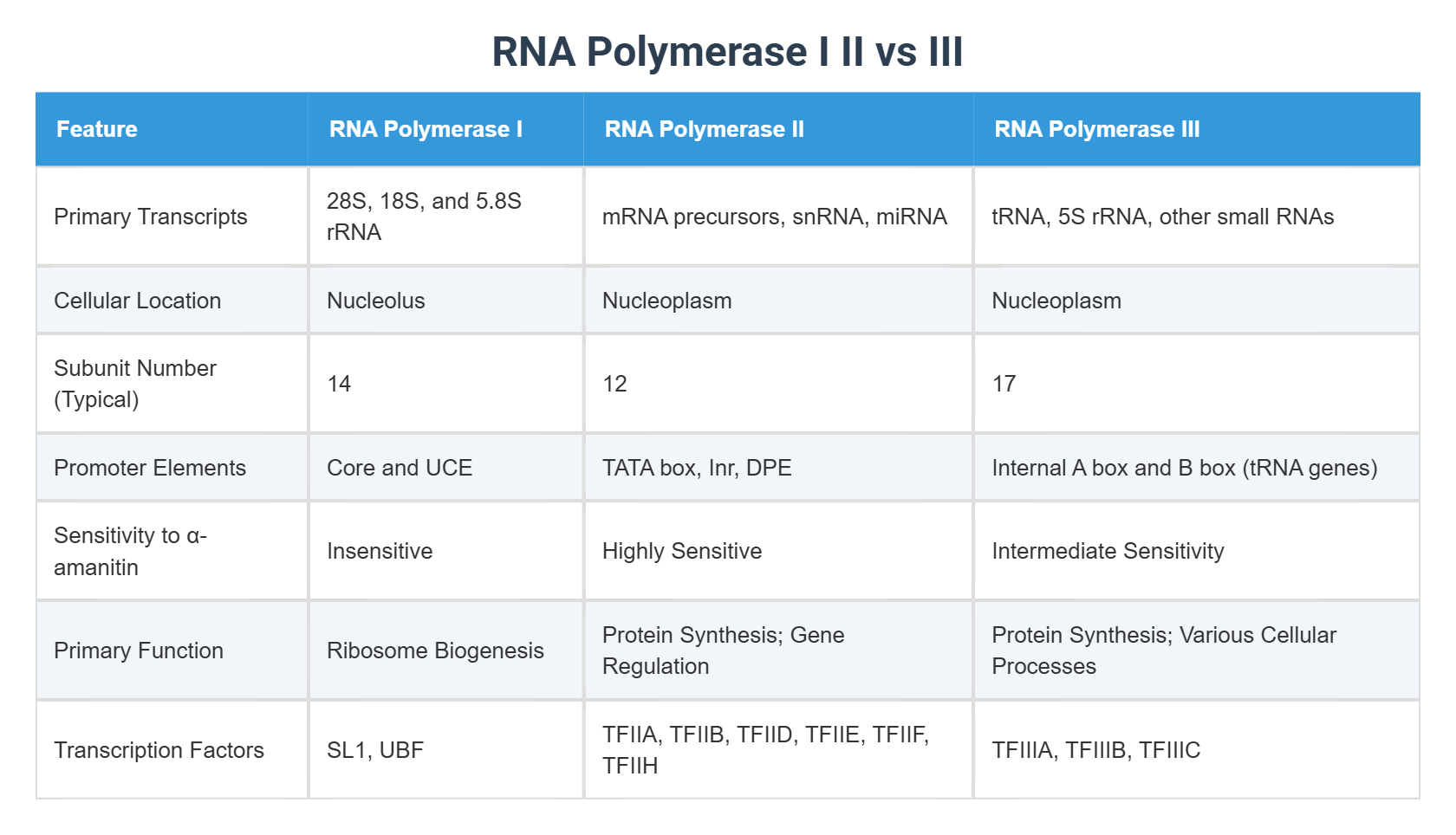 RNA Polymerase I II vs III