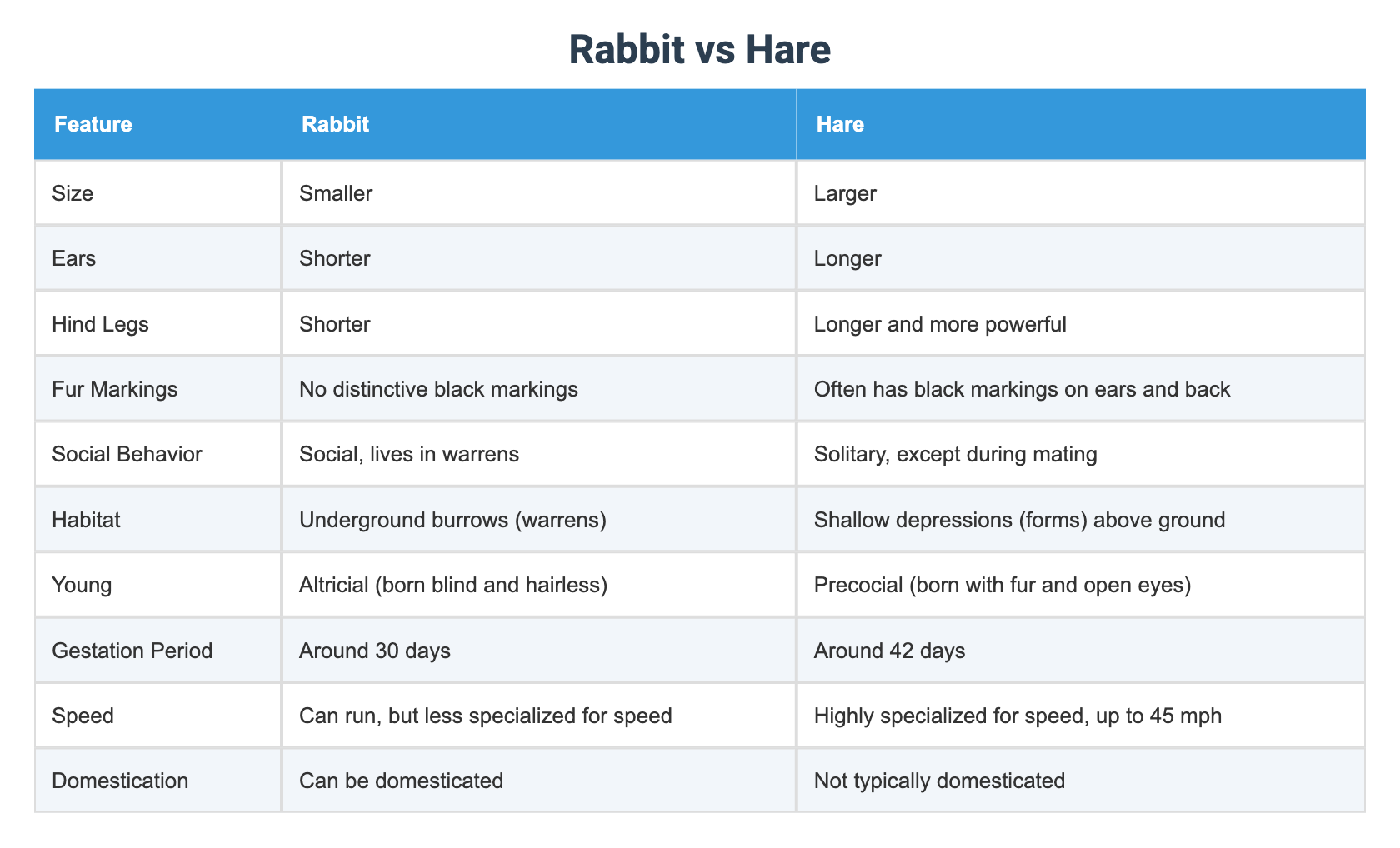Rabbit vs Hare