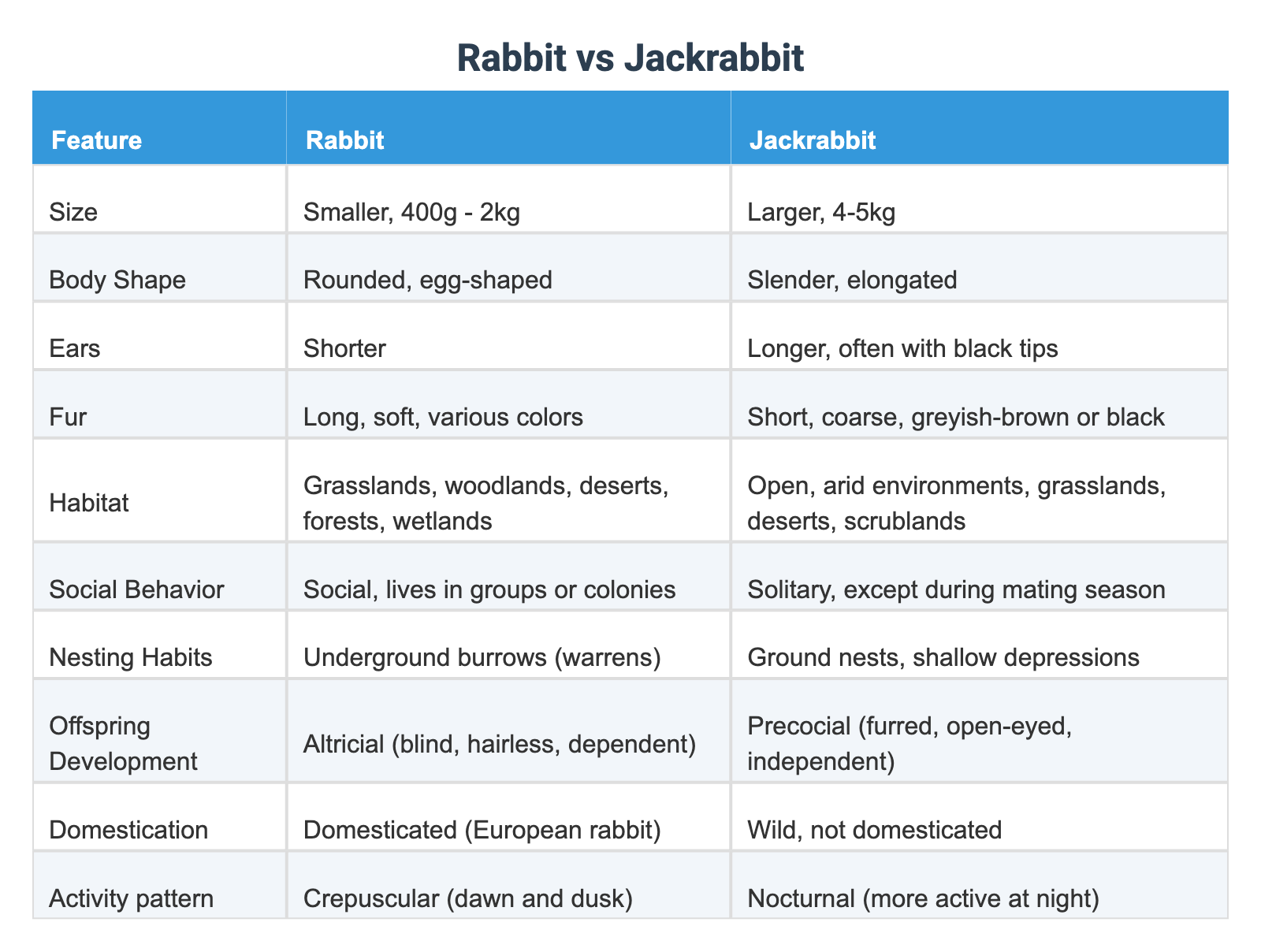 Rabbit vs Jackrabbit