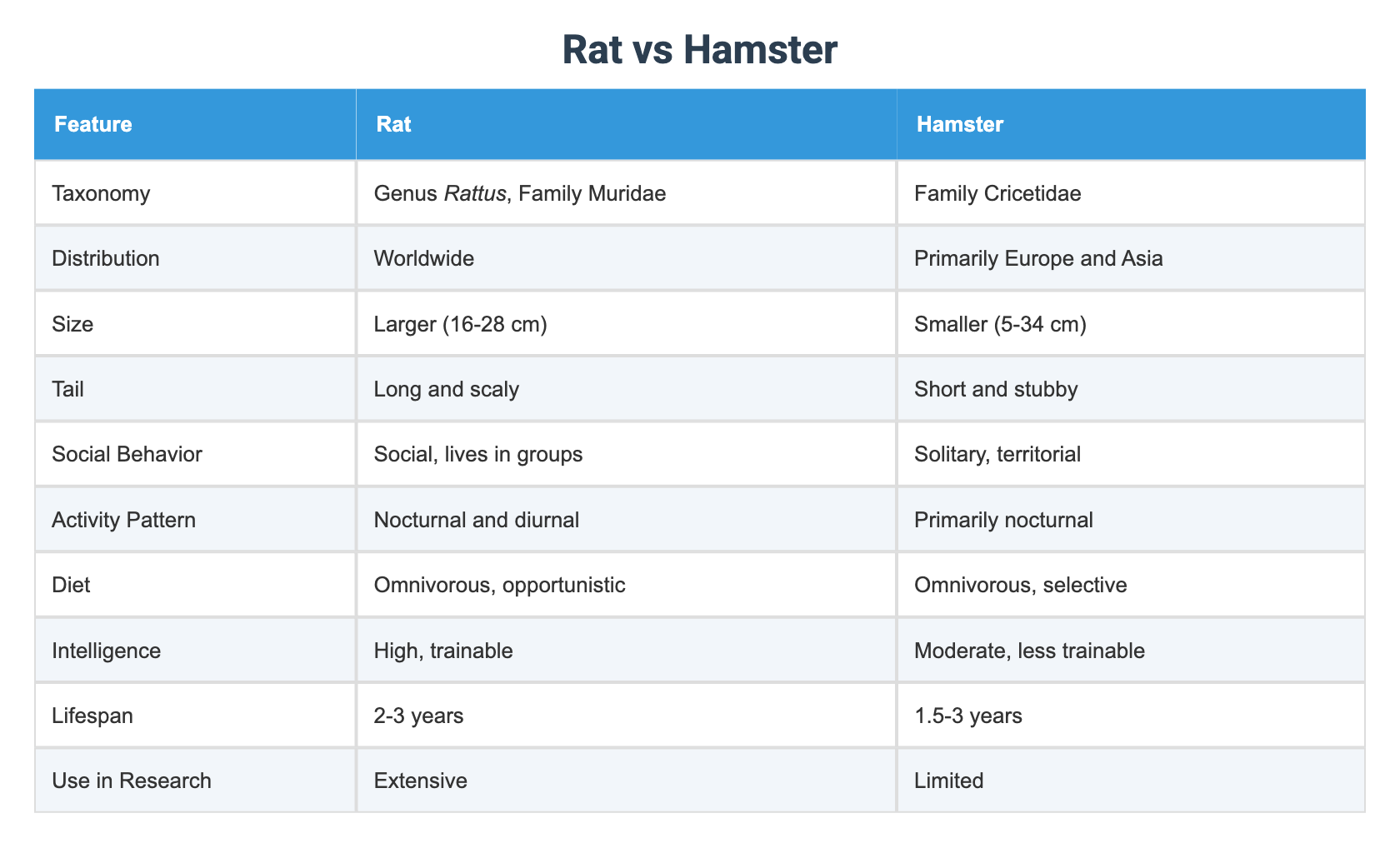 Rat vs Hamster
