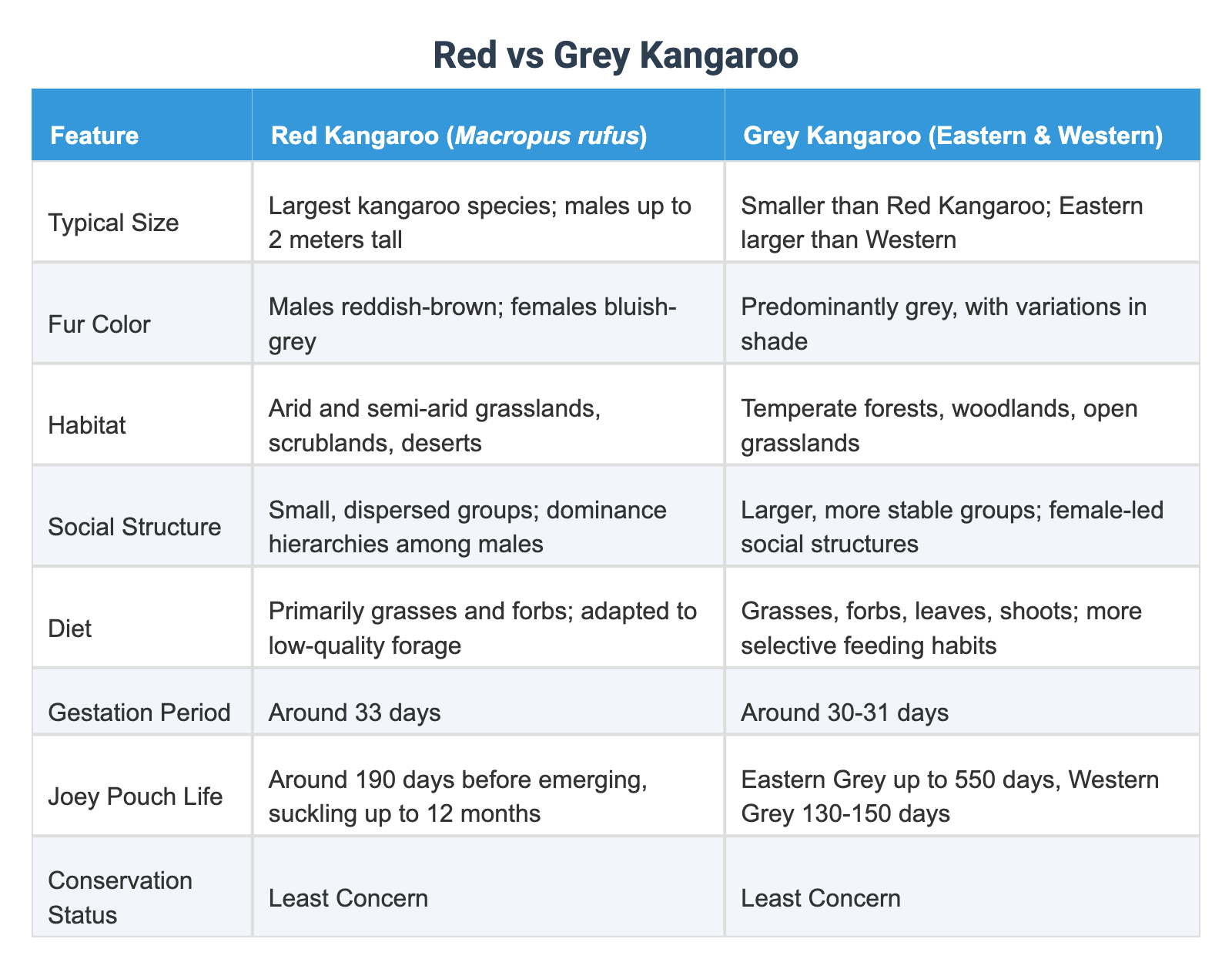 Red vs Grey Kangaroo