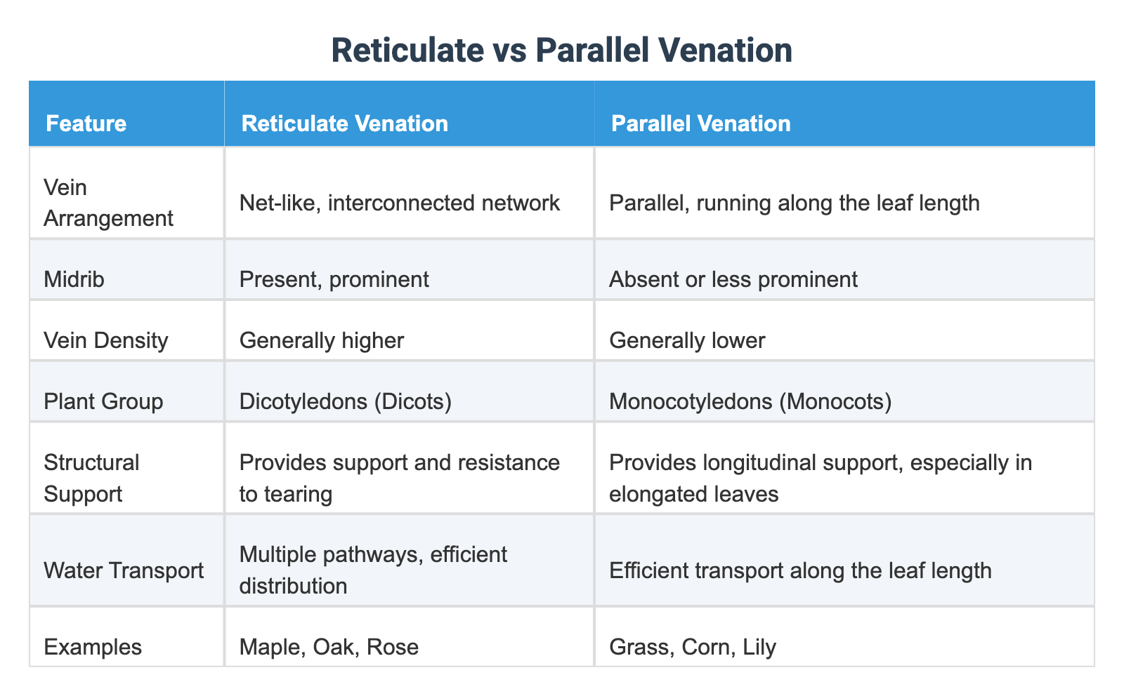 Reticulate vs Parallel Venation